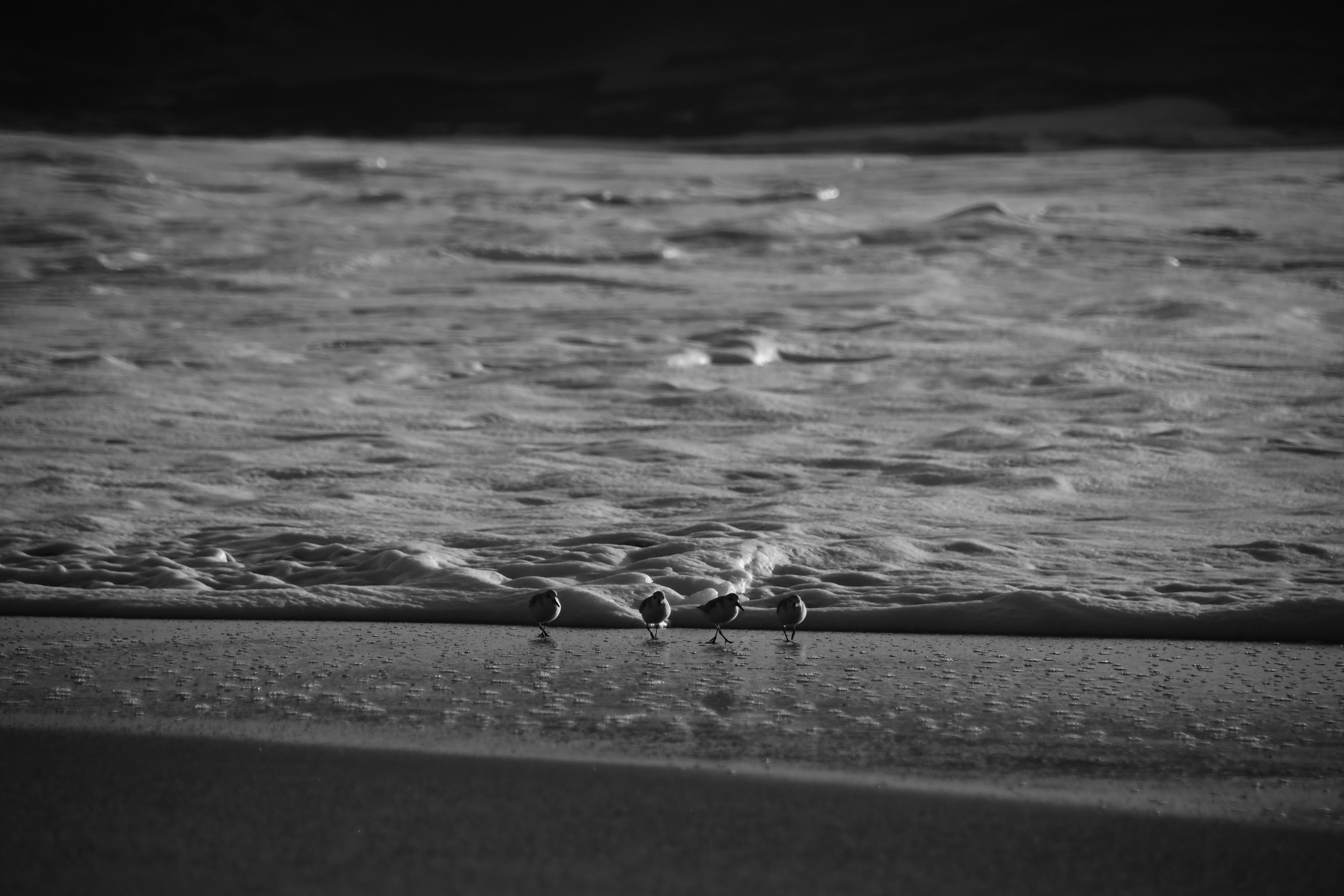Low-Tide Shoreline: A Row of Small Shorebirds at the Edge of the Wave