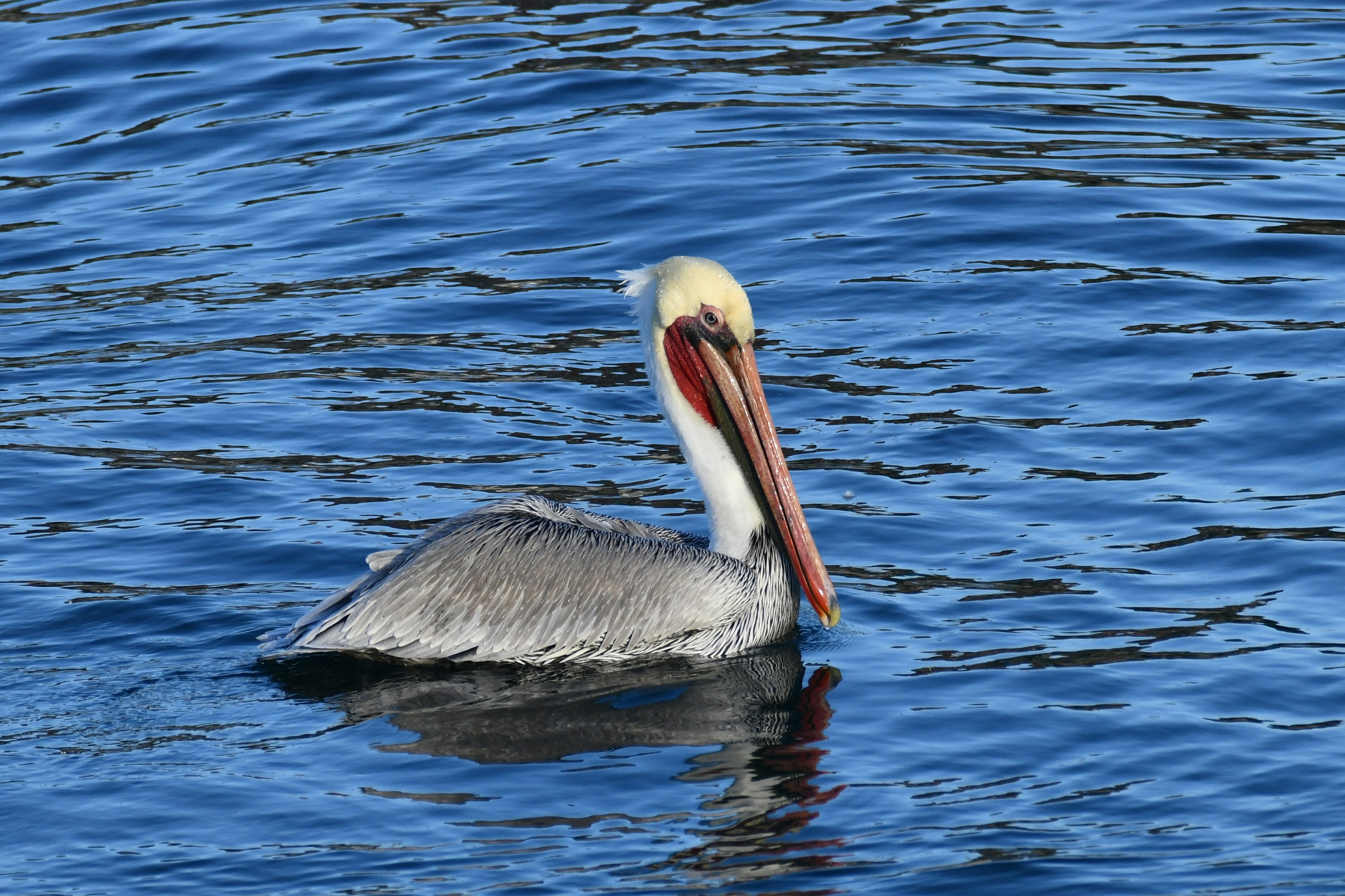 Floating Sentinel: White Pelican Steady on Metallic Blue Waters