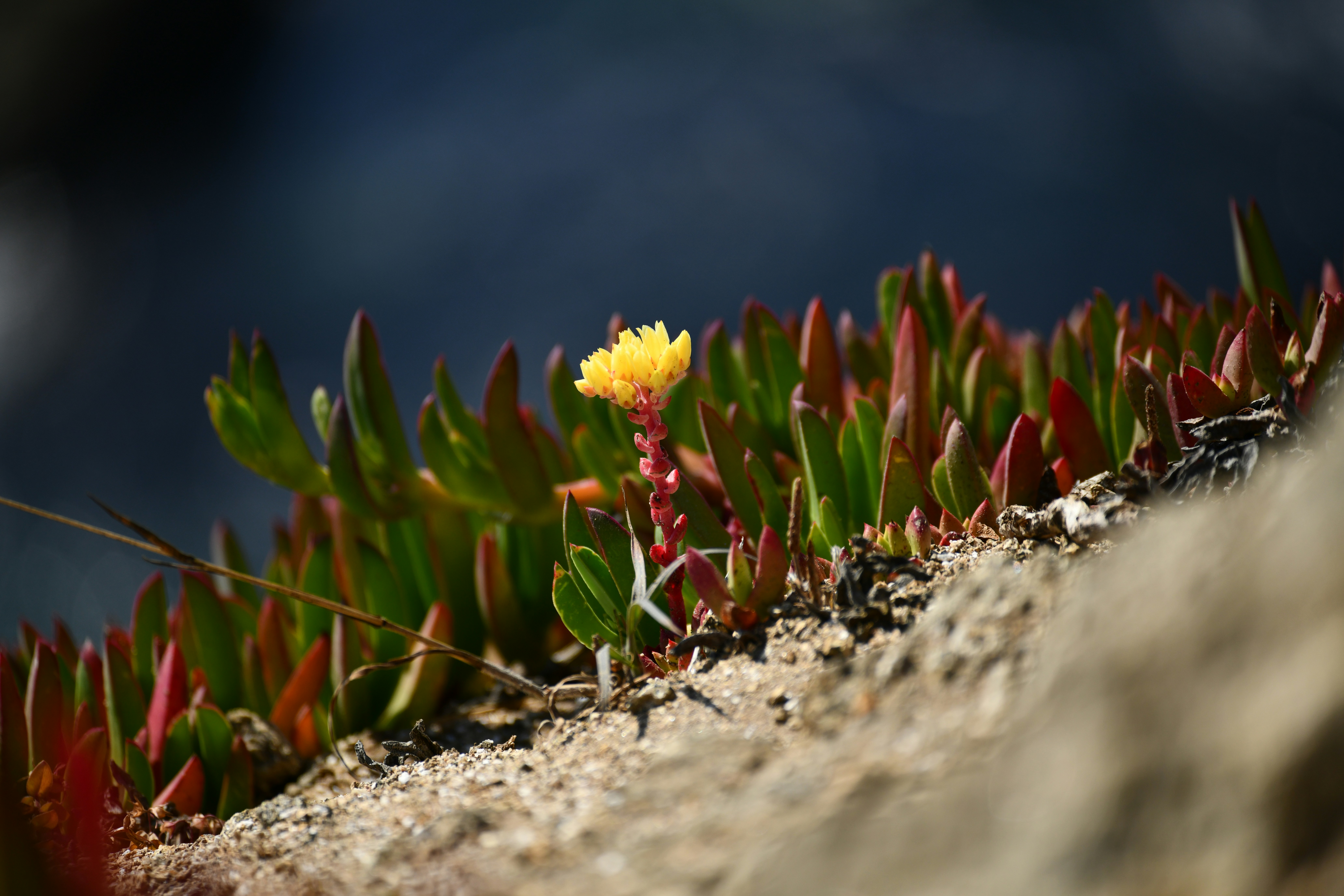 A Lone Yellow Bloom Rising from Rugged Shoreline Greens