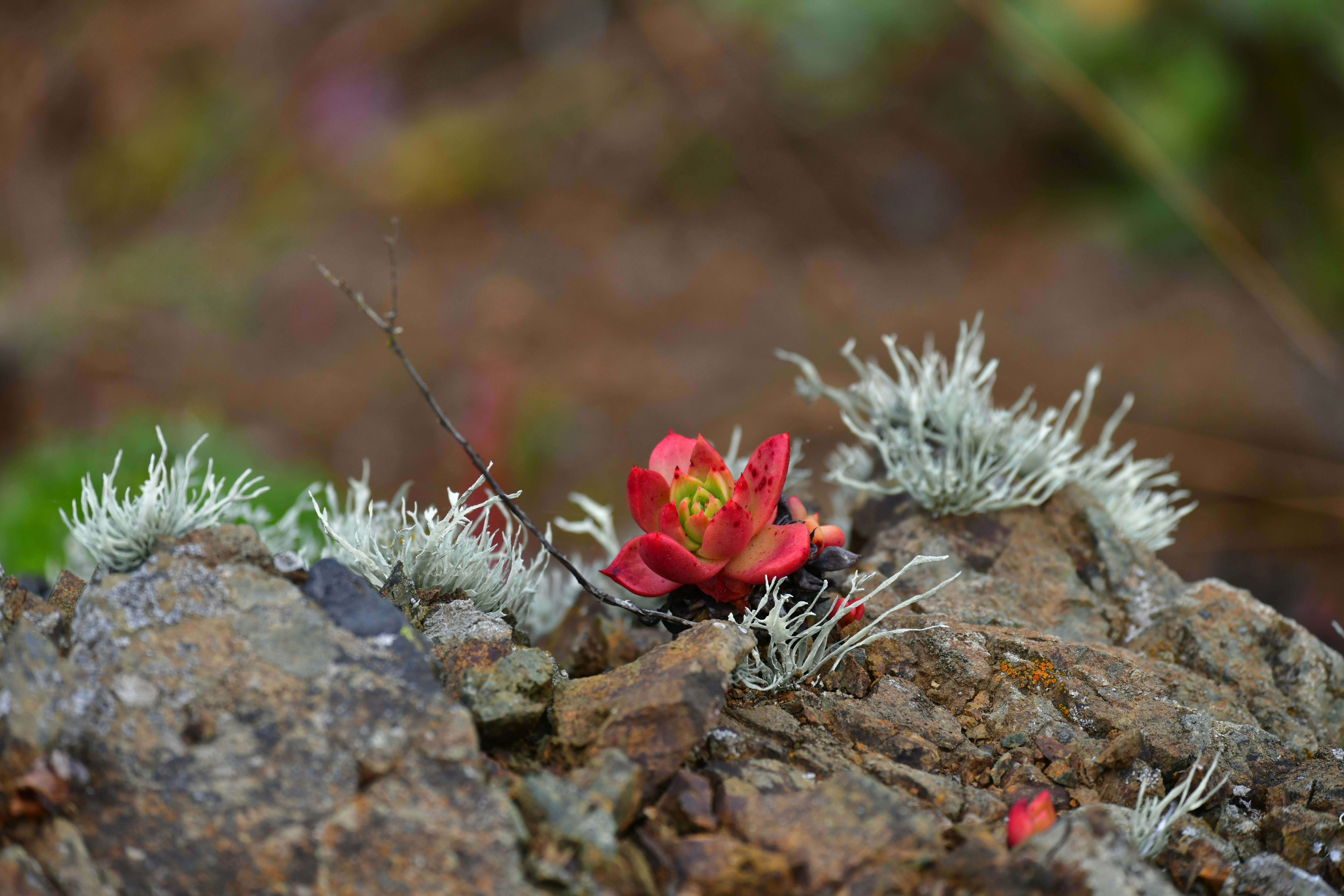 Crimson bloom among weathered rocks