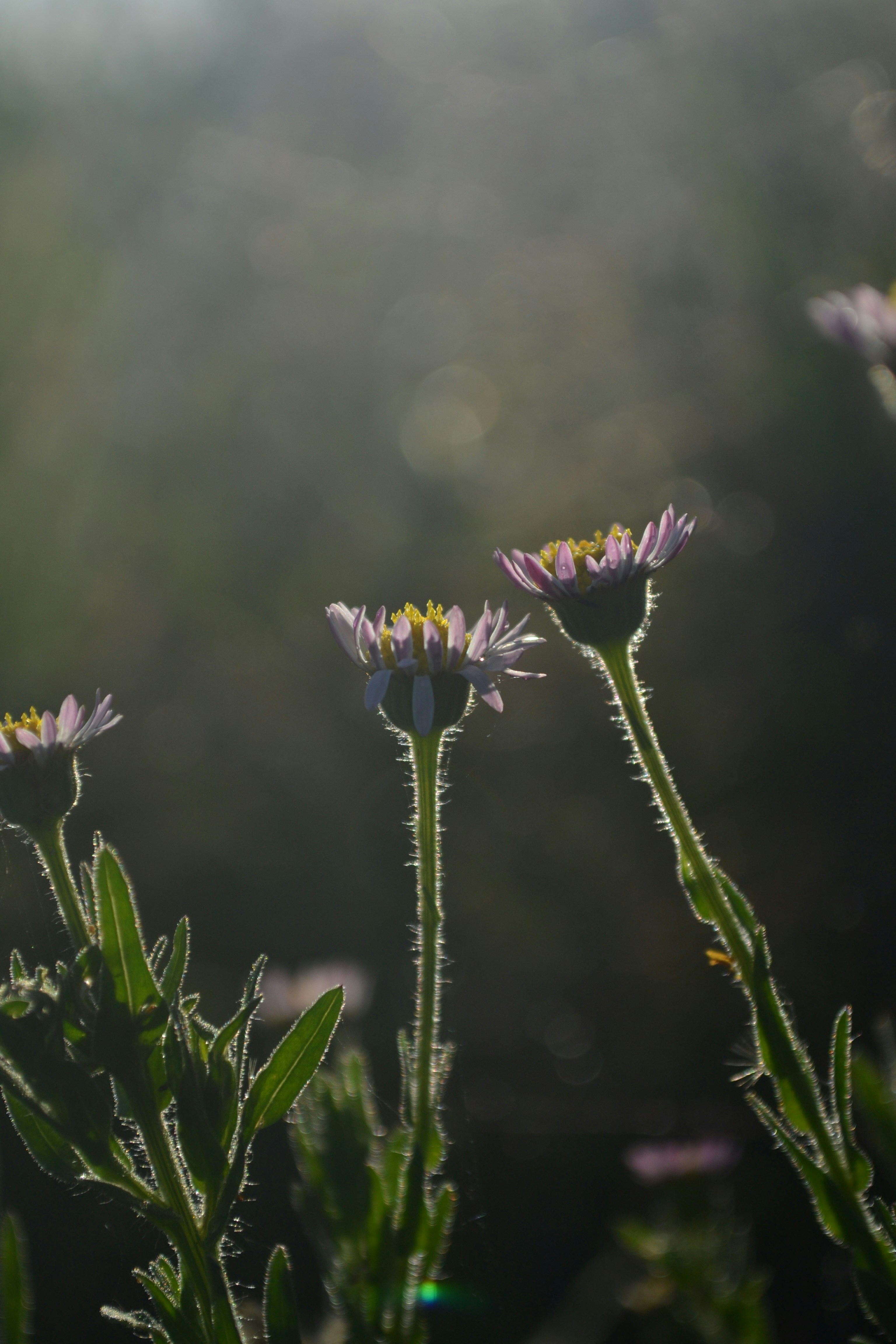Backlit daisies in a dew-kissed meadow