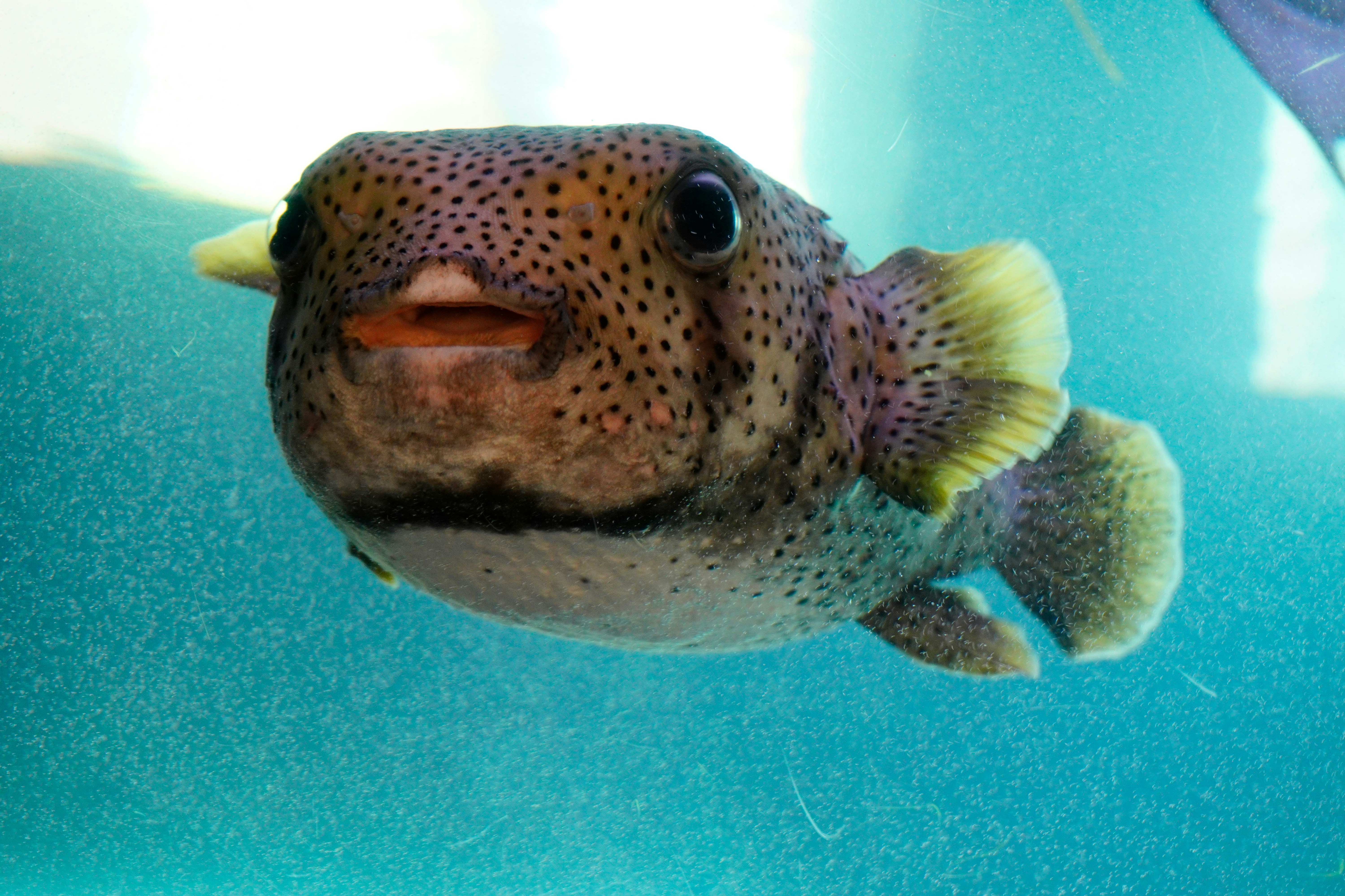Curious Dwarf Puffer Staring Out from a Turquoise Sea