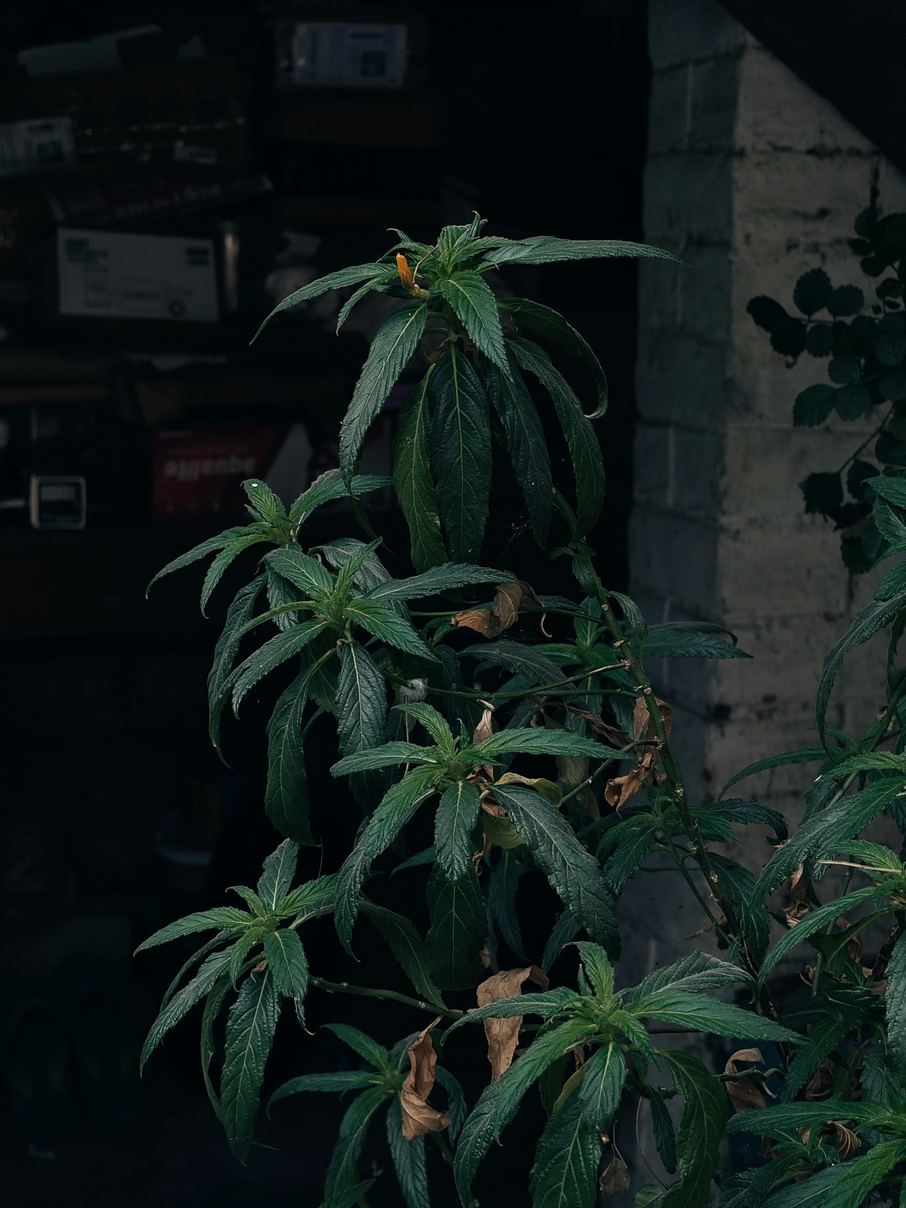 A tall green plant with orange flowers outdoors.