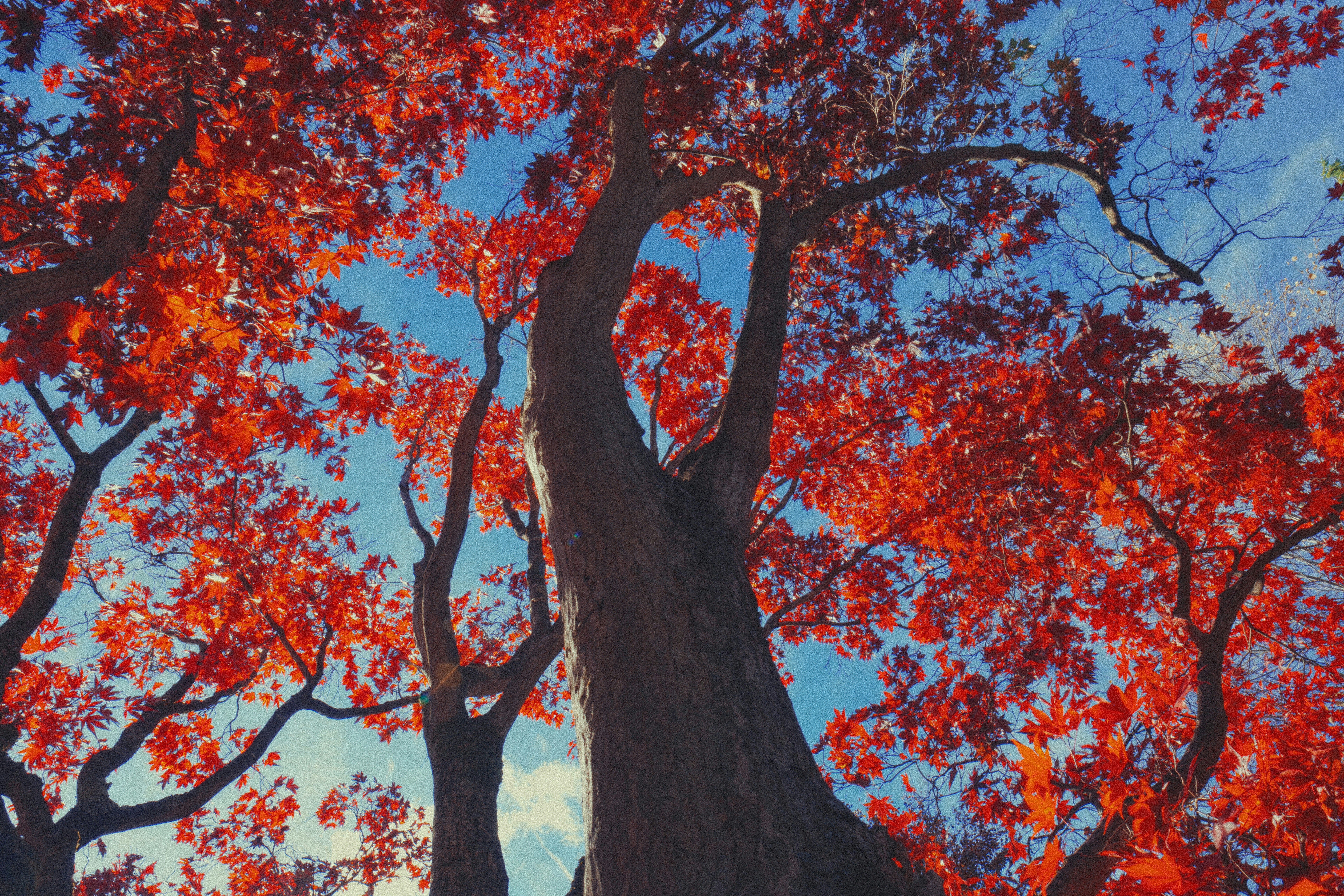Skyward Spine: An Autumn Cathedral of Bristling Crimson