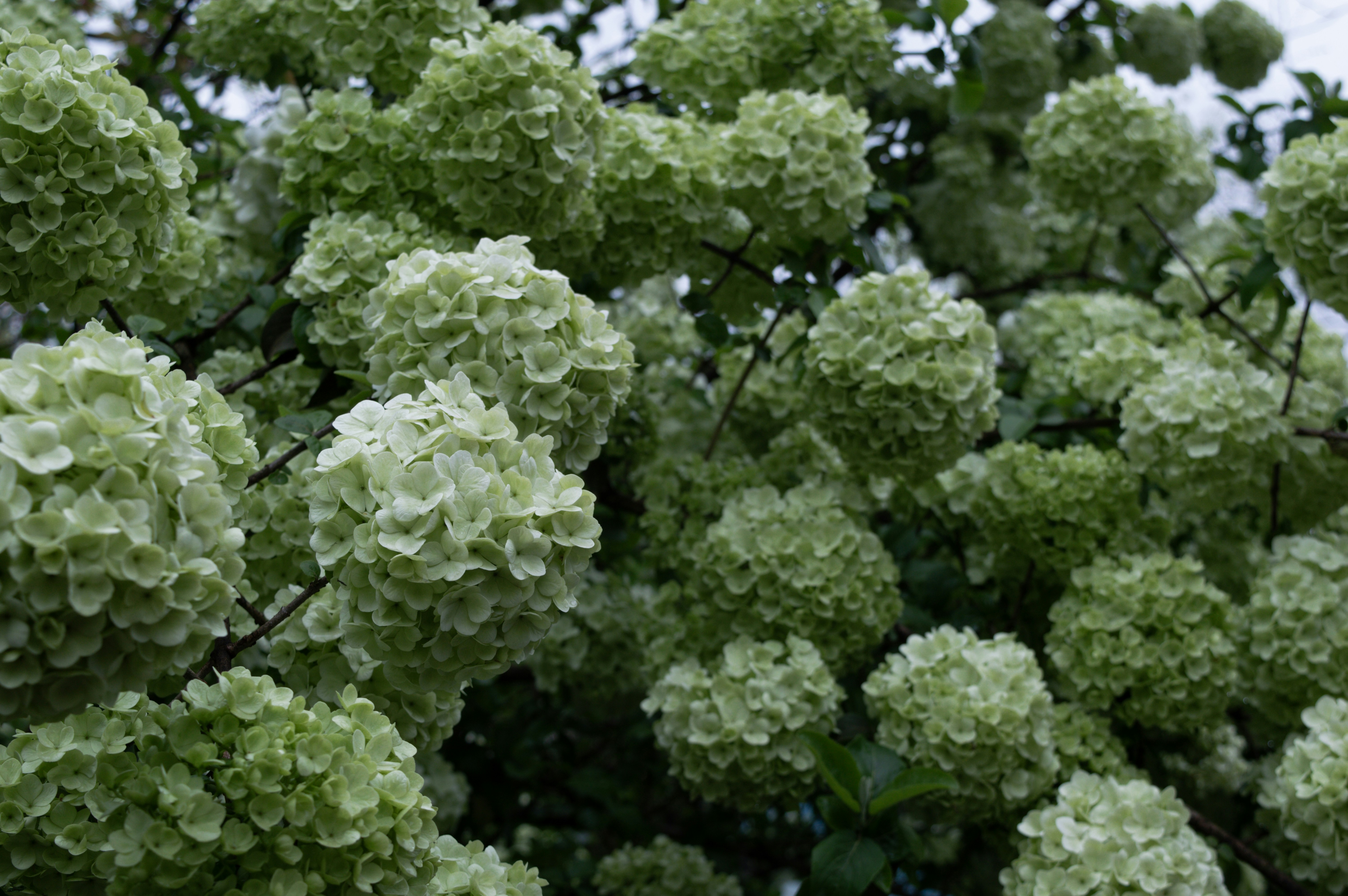 Hydrangea Bloom Mosaic
