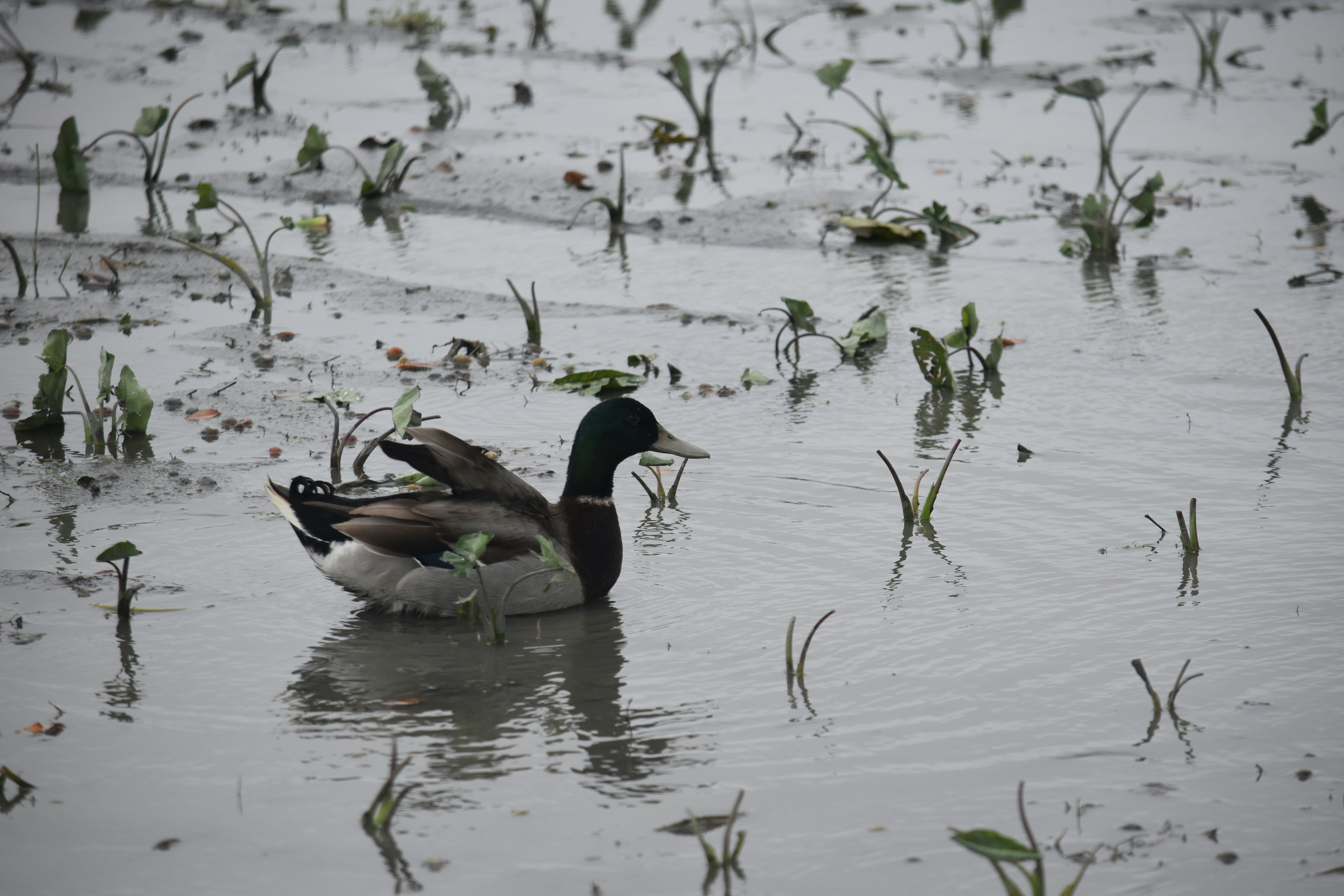 Mallard afloat in a misty marsh