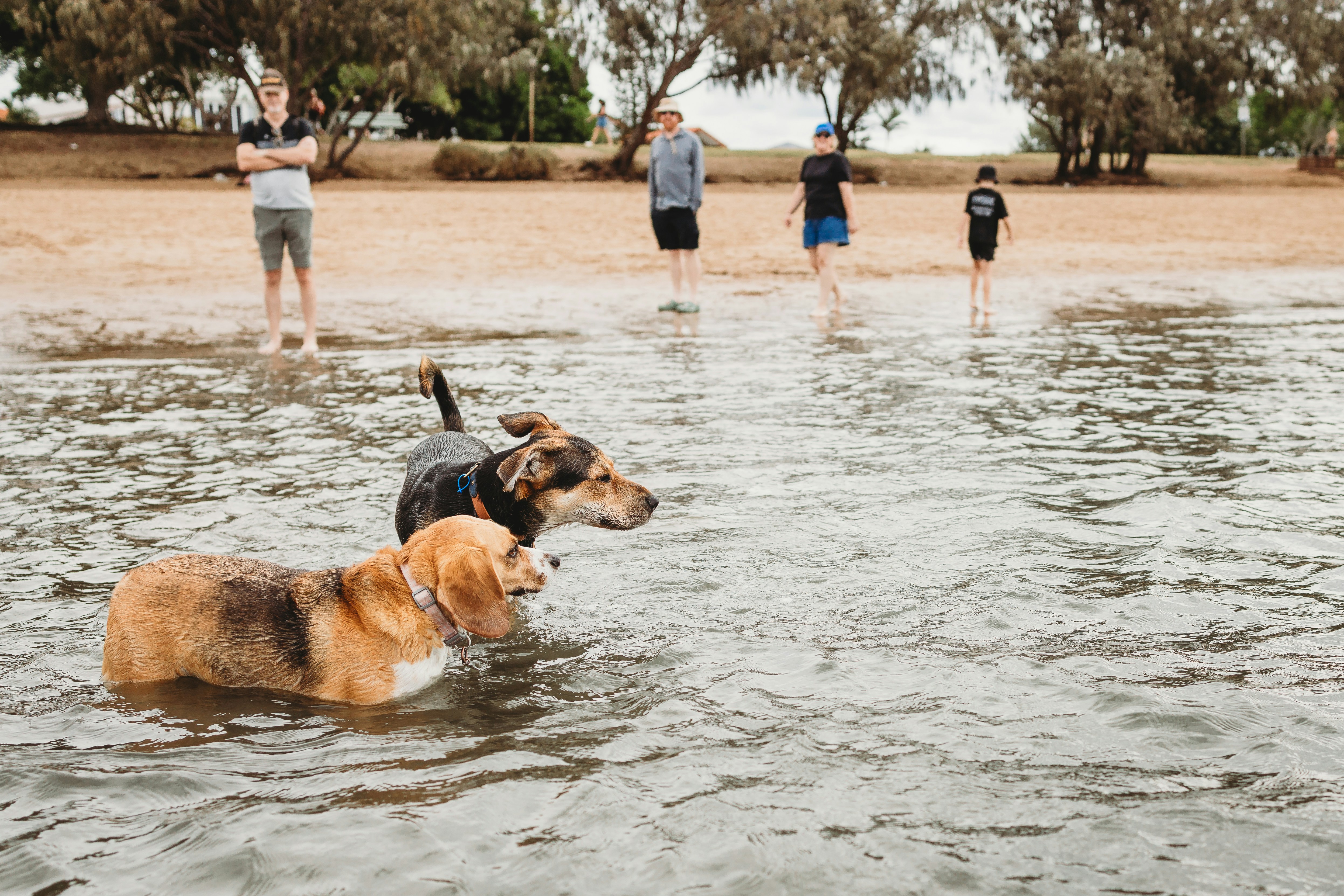 Two retrievers in shallow surf, tails wagging at the shoreline