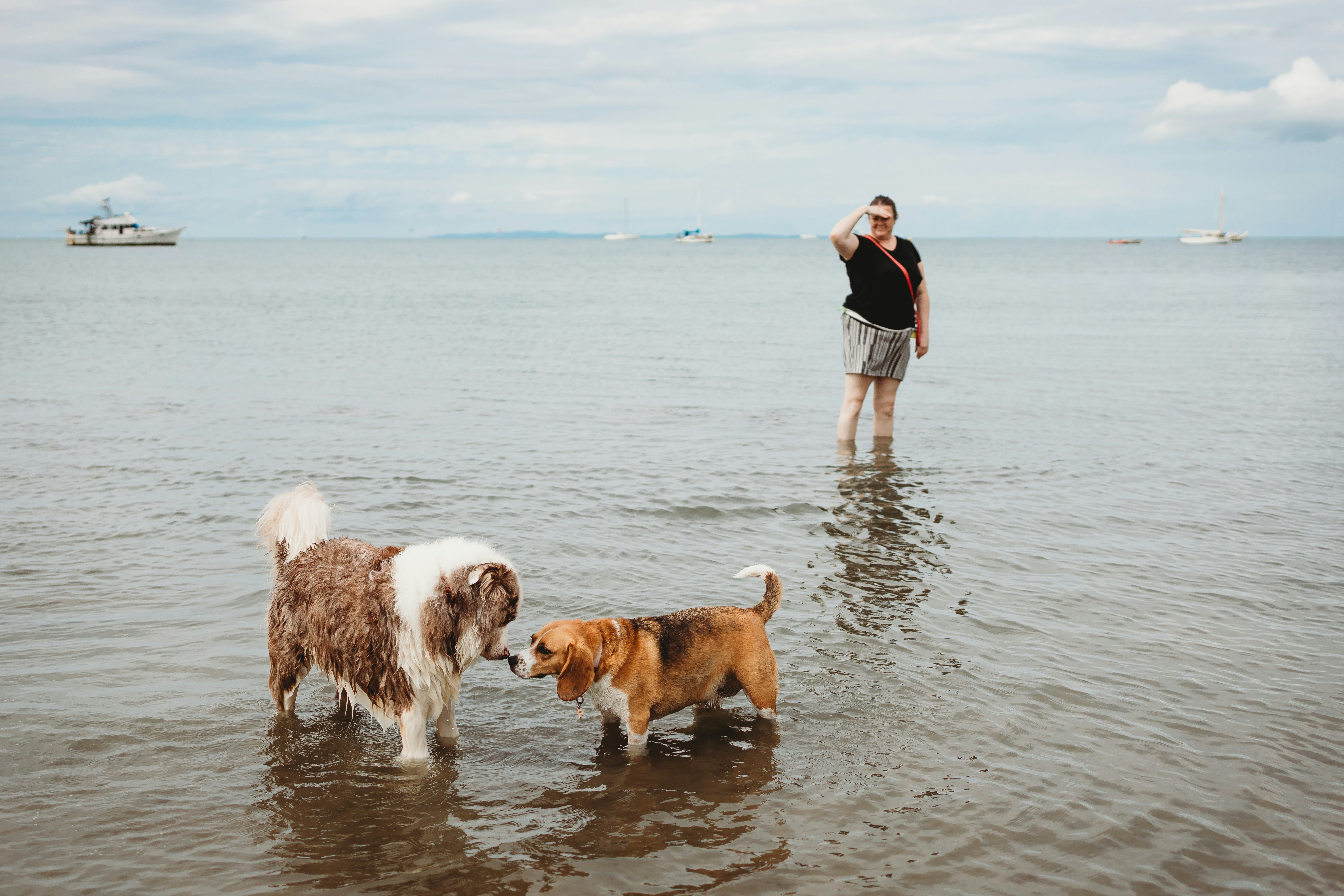 Dogs at the Shore: A Gentle Greeting by the Tide
