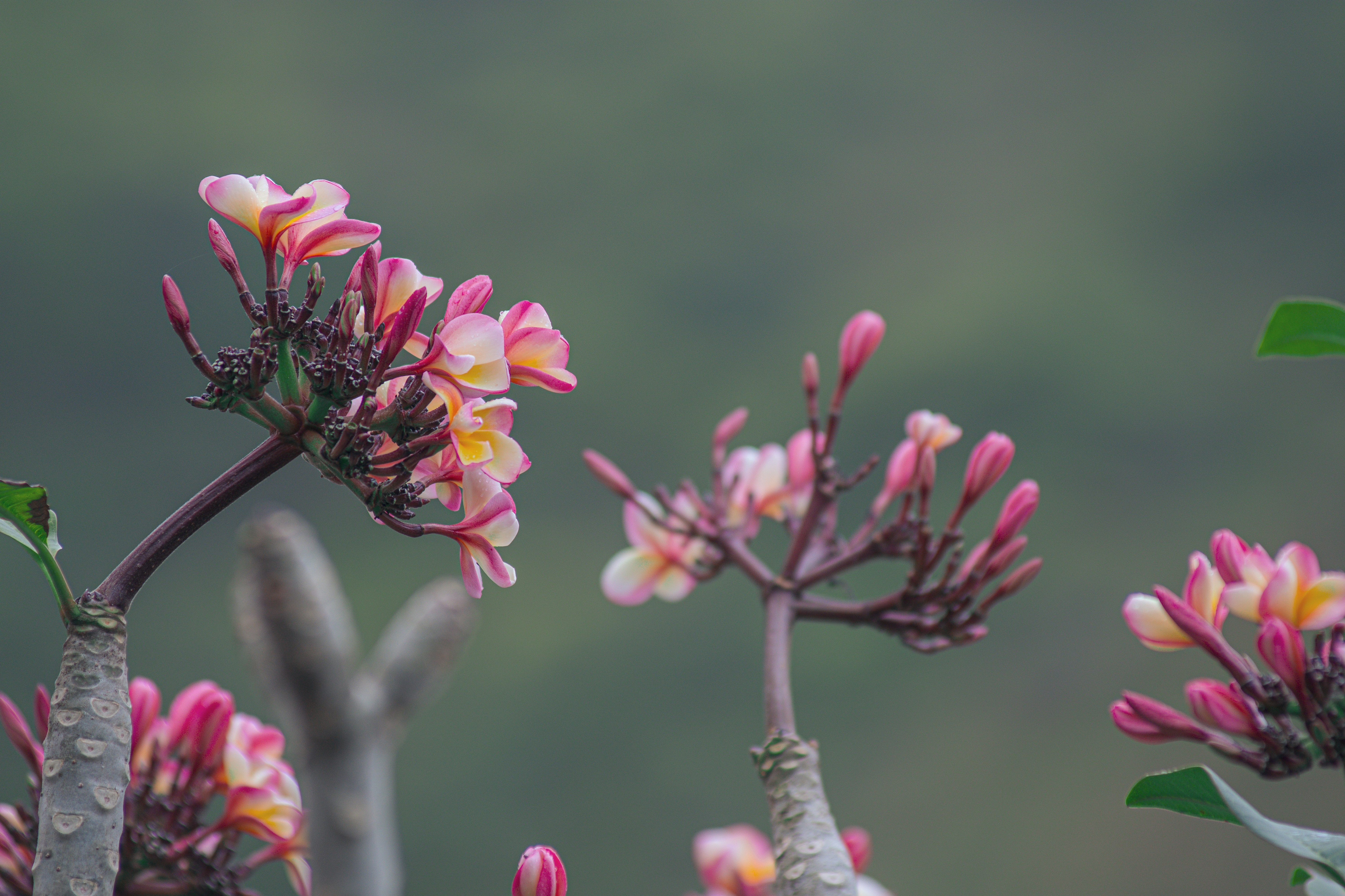 Pink Plume of Frangipani: A Close-Up of Blooming Branches Against a Quiet Green Blur