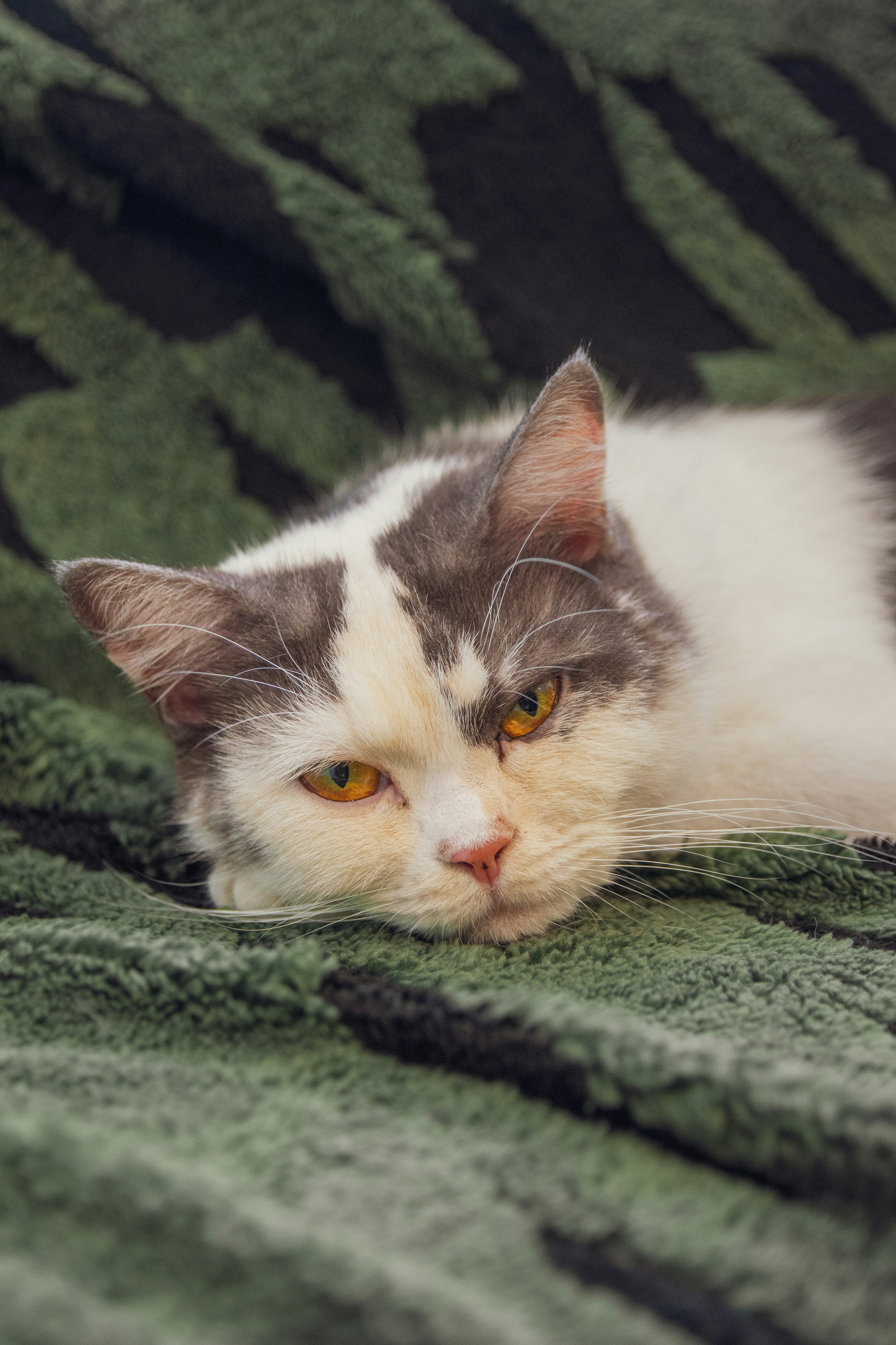 Catnap on a Verdant Blanket: Close-Up of Golden-Eyed Feline Comfort