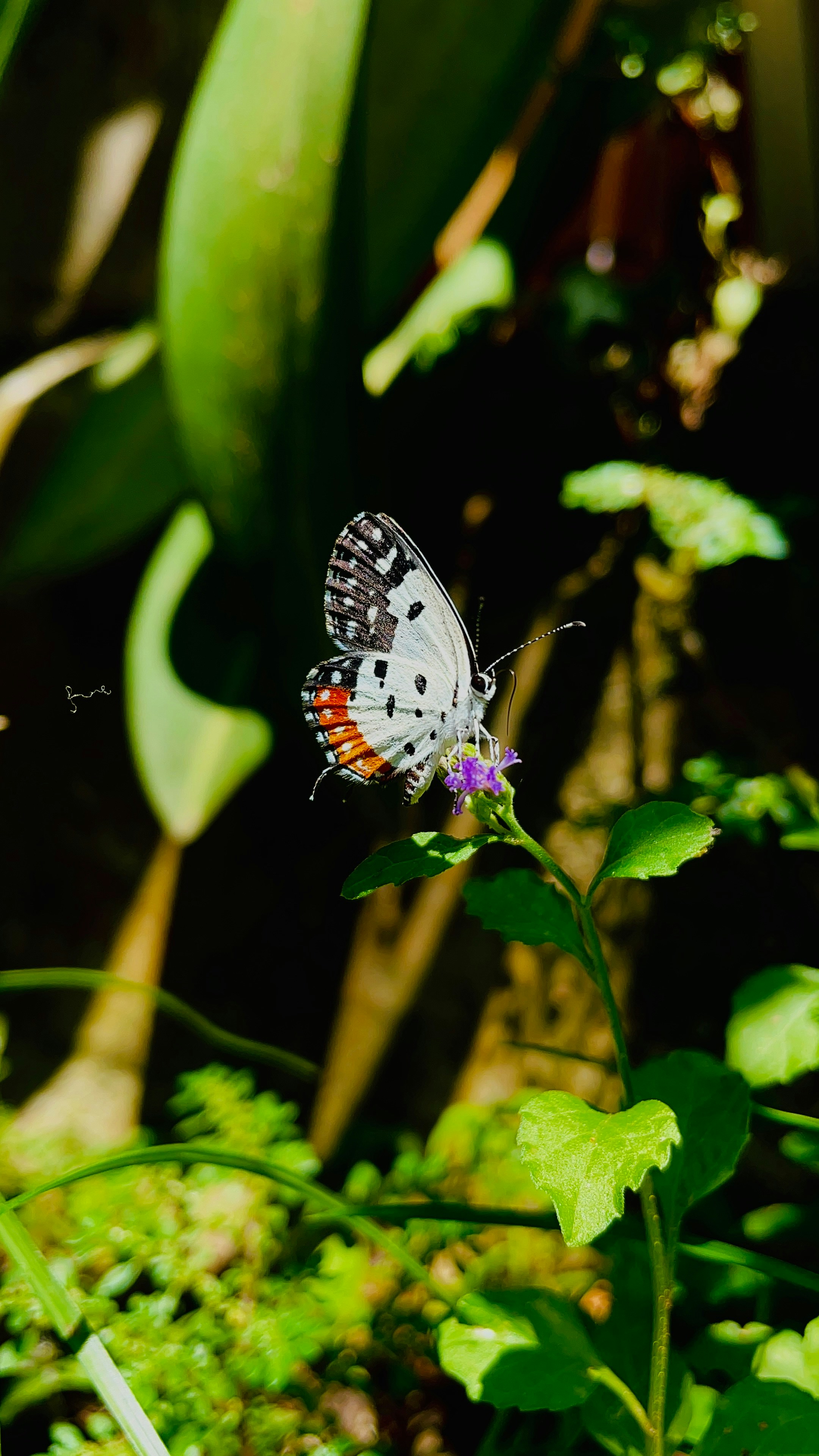 Green World, Delicate Traveler: A Butterfly on a Tiny Purple Bloom