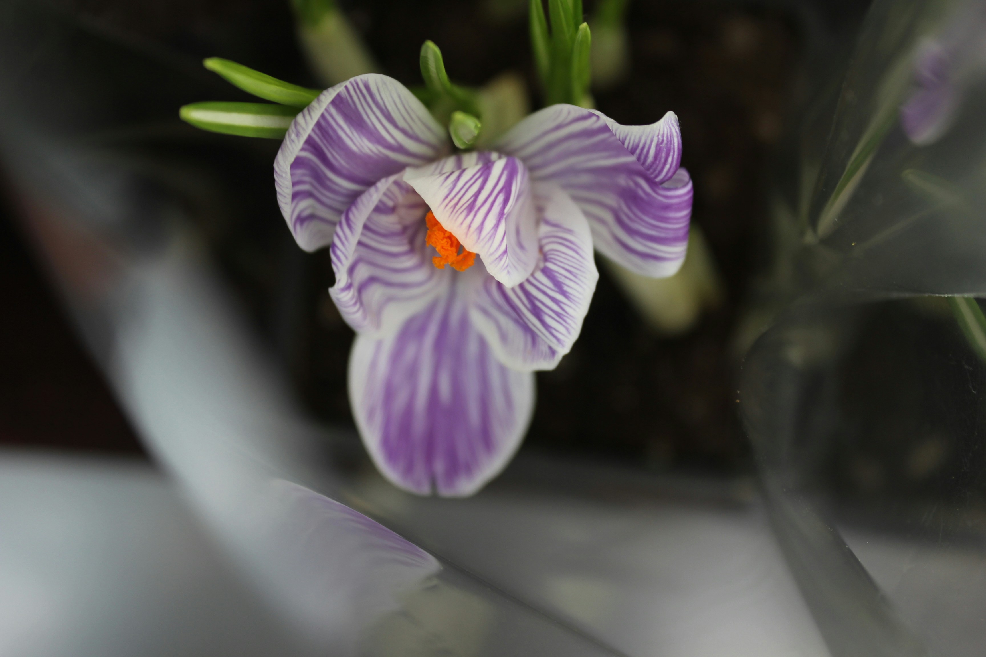 Purple-striped orchid bloom with orange pistil drifting into blurred foreground