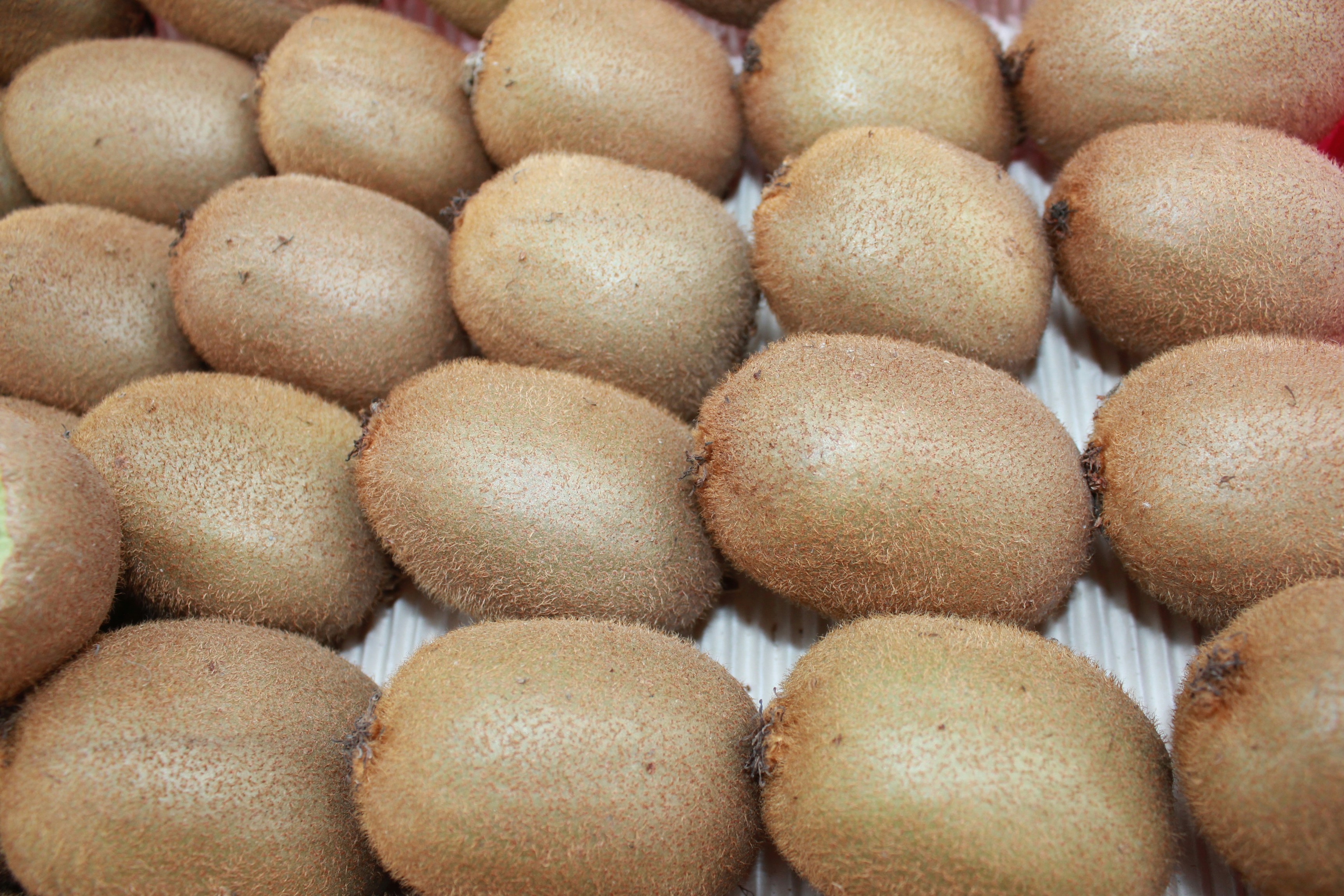 Rows of fuzzy brown kiwifruit awaiting processing