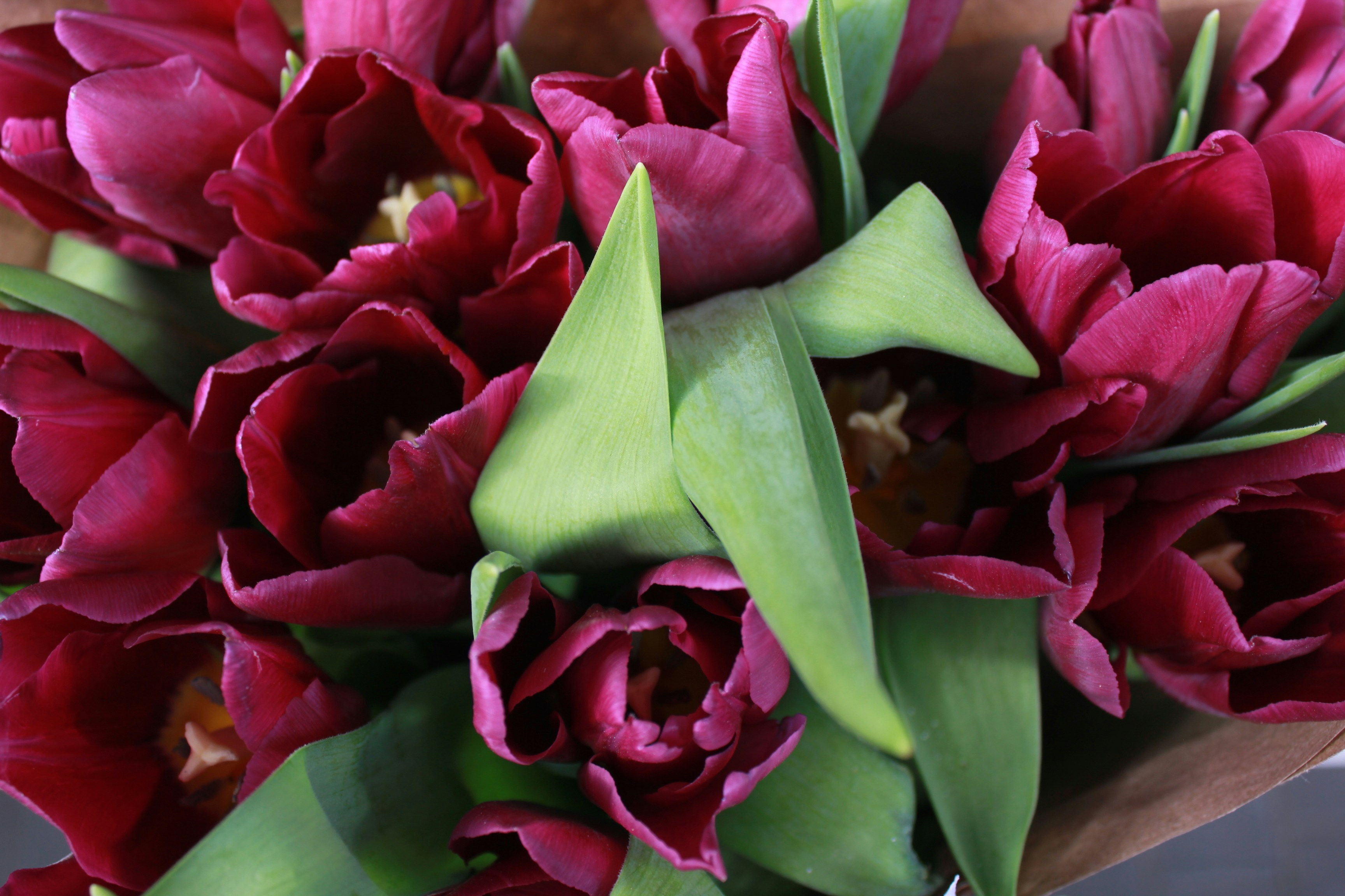 Crimson Tulip Burst: A Close-Bound Bouquet of Velvet Petals