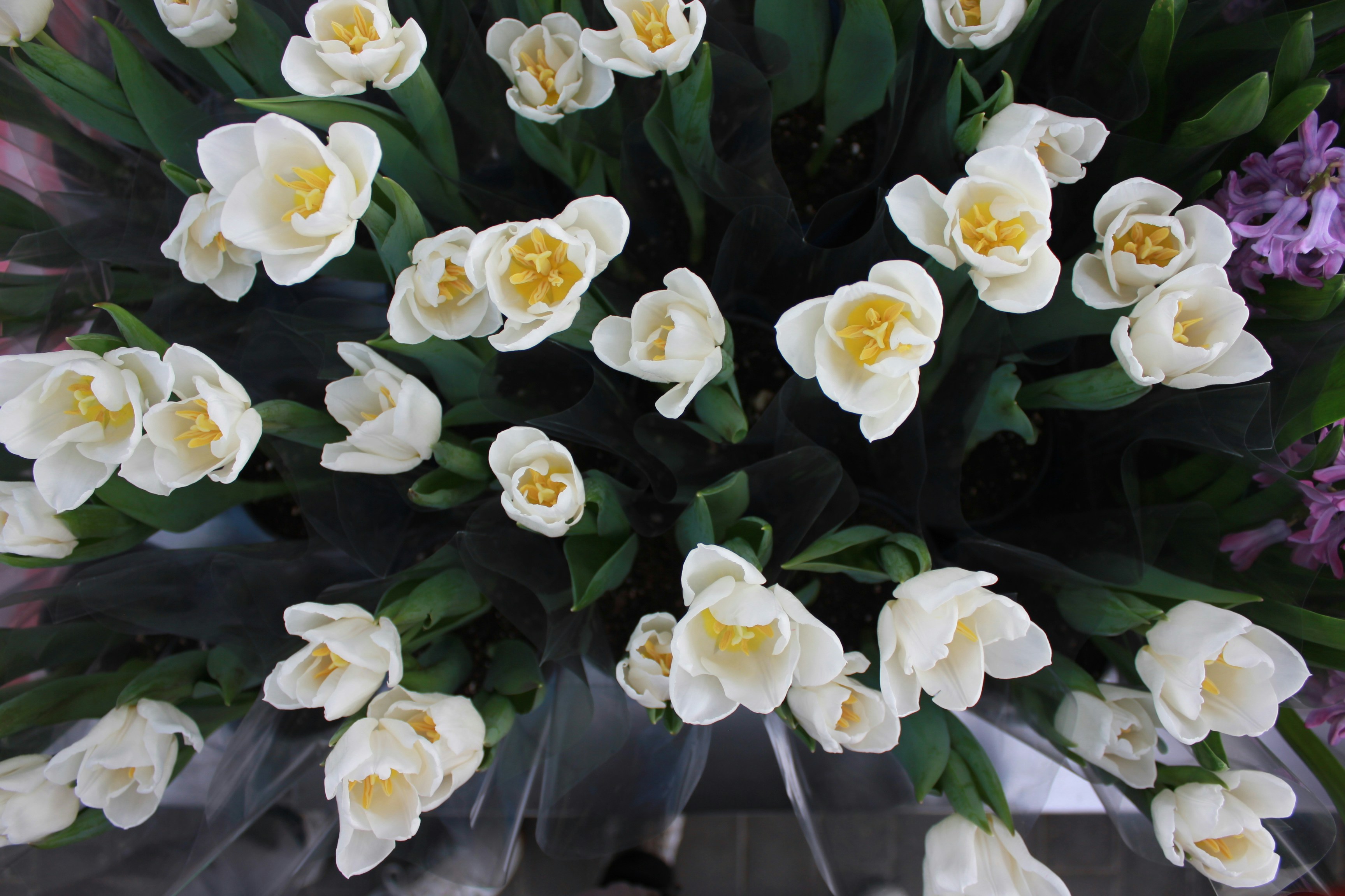White Tulips in Soft Focus Bouquet with Subtle Violet Accents