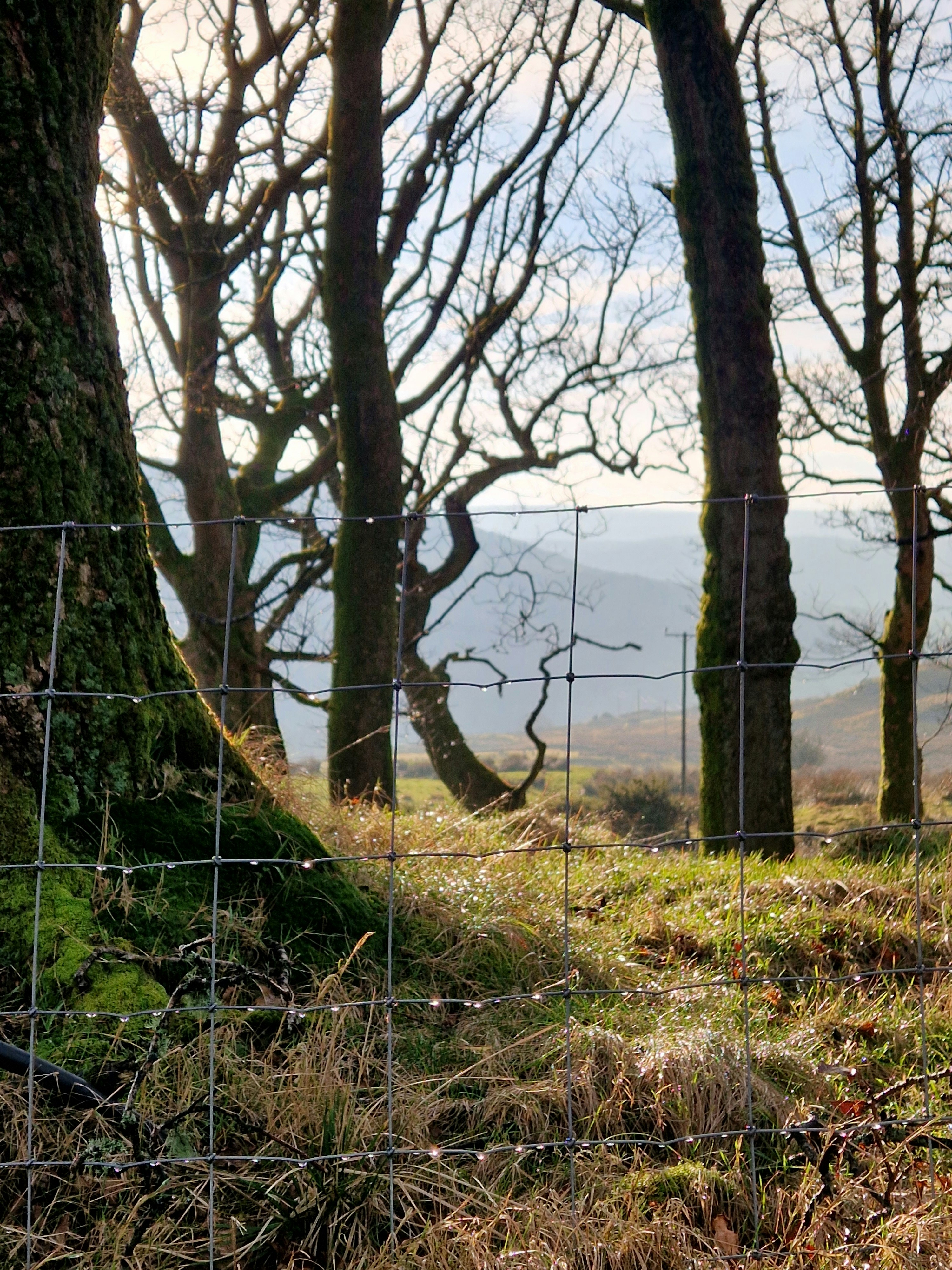 Sunlit grassy field framed by a wire fence and silhouetted trees in the distance, with soft hills beyond.