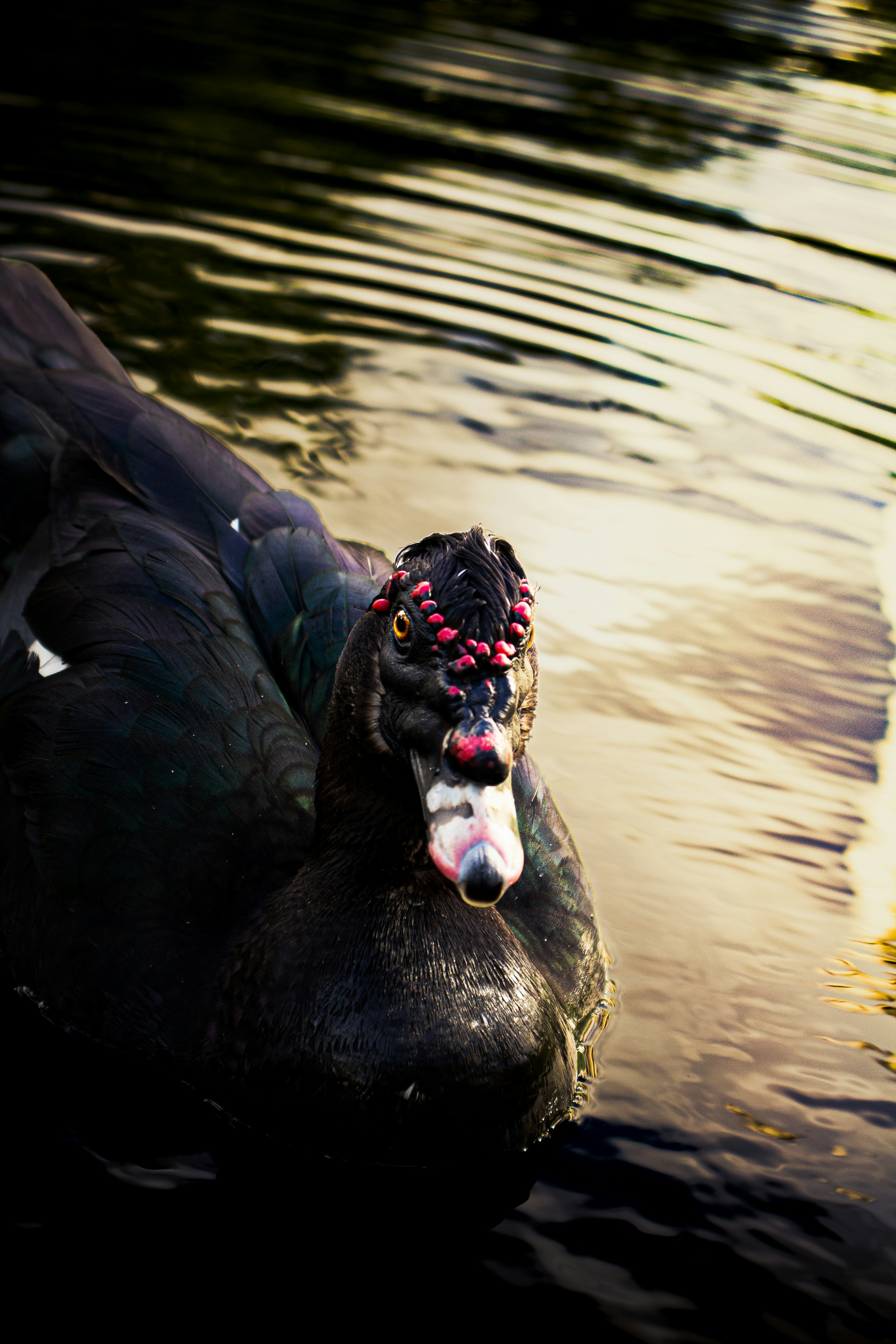 Black Swan in the Dusk: A Velvet Throne on the Water
