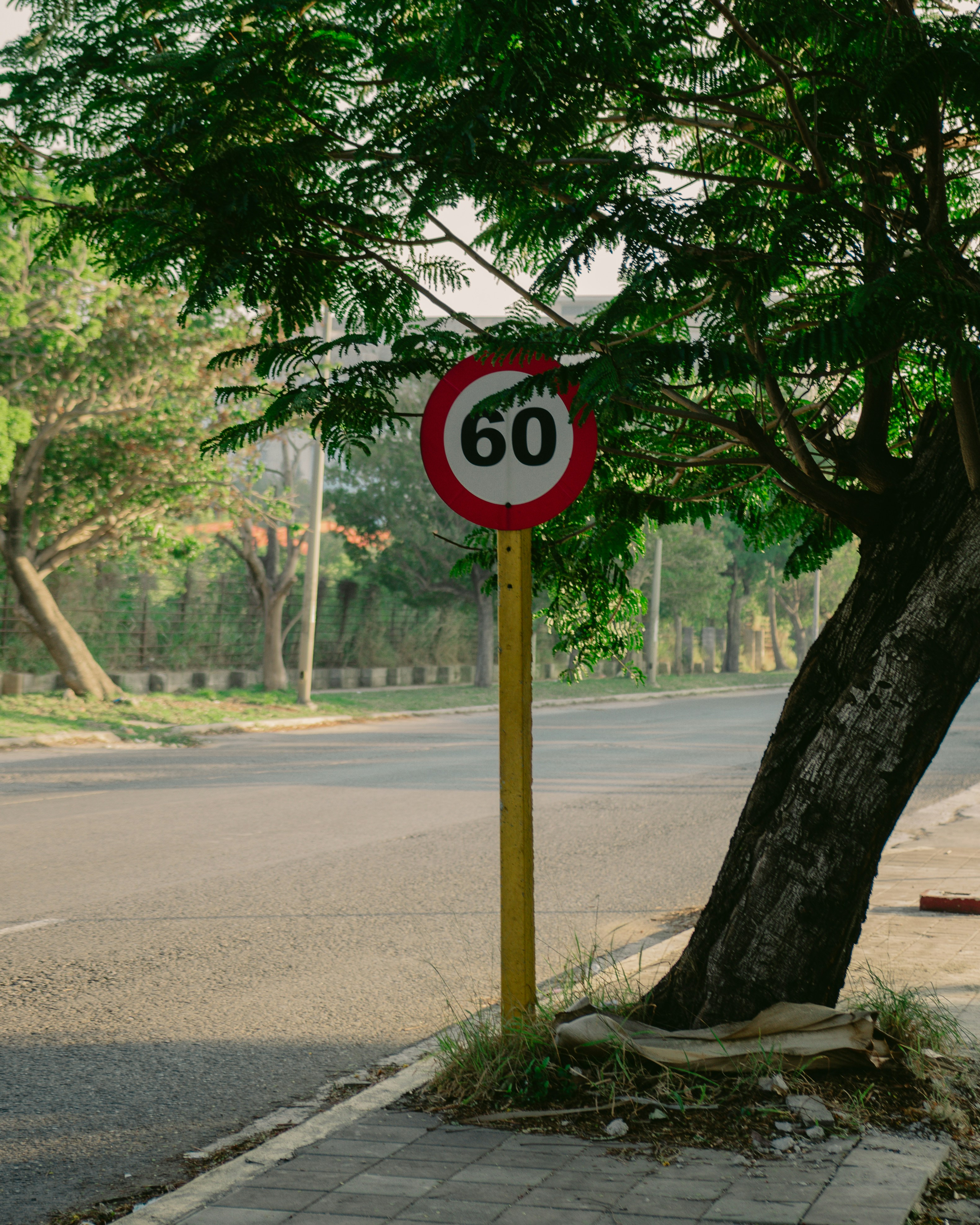 60 in the Shade: A Roadside Sign Framed by Tree Canopy