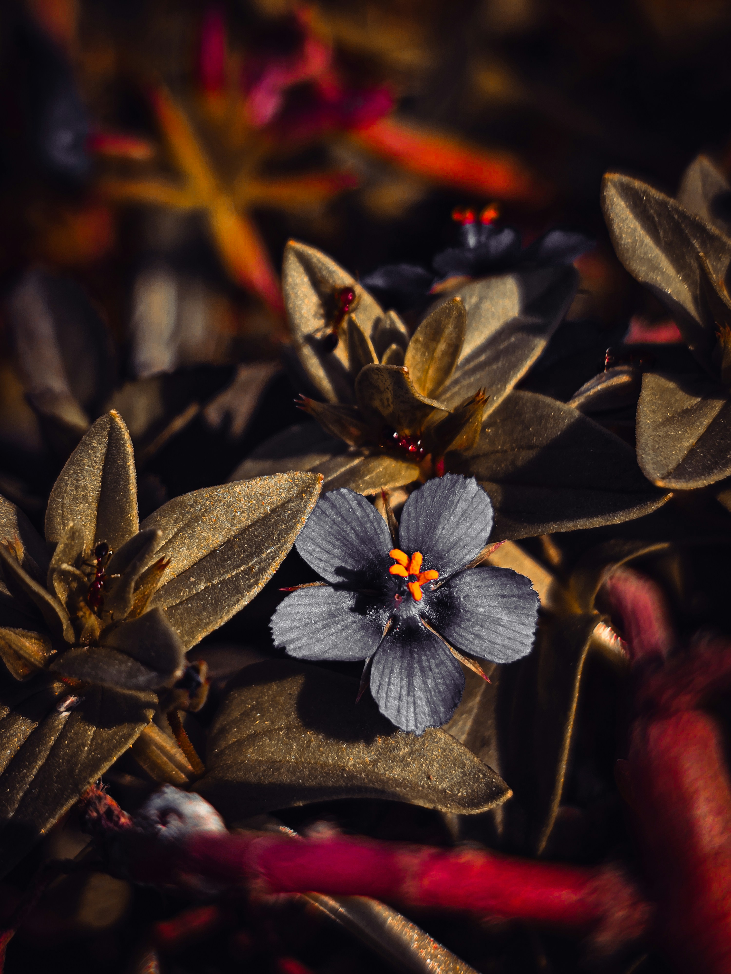 Blue blossom amid dusk-lit foliage with orange pollen accents