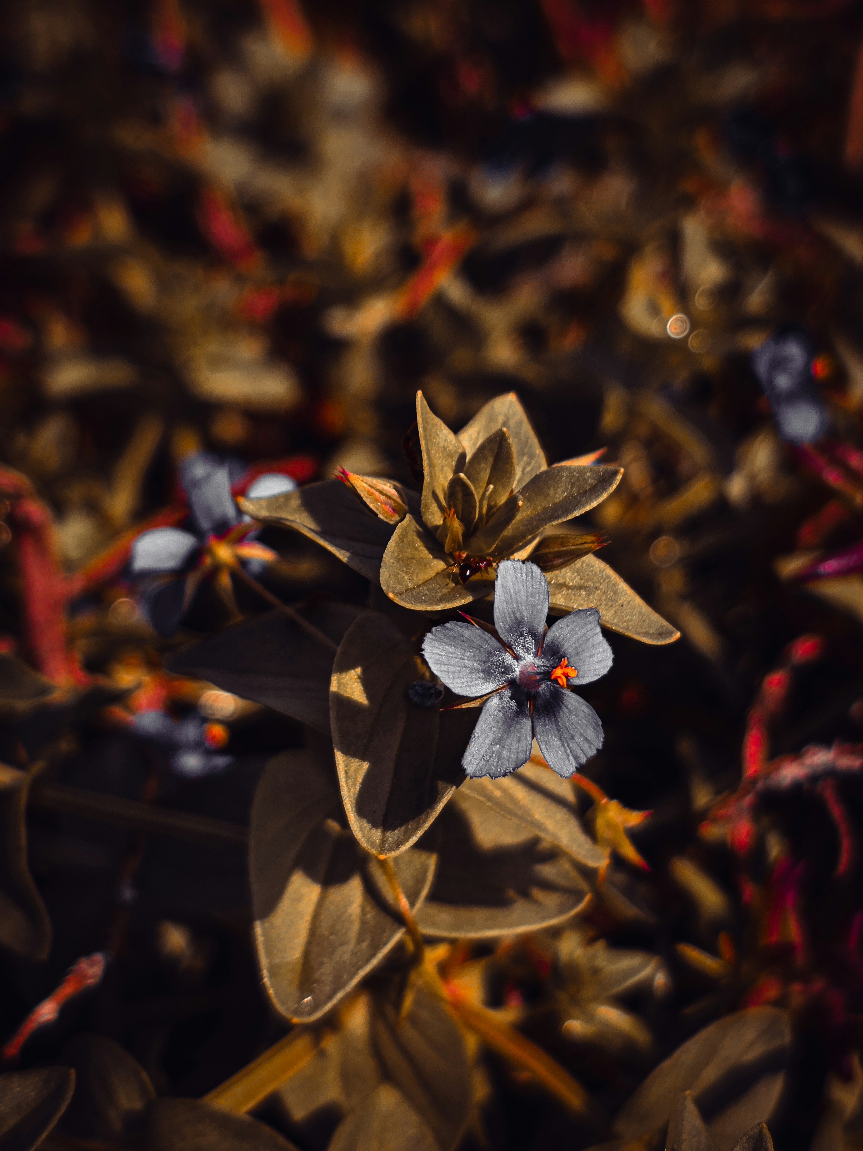 Tender blue blossom rests at the heart of dusty foliage