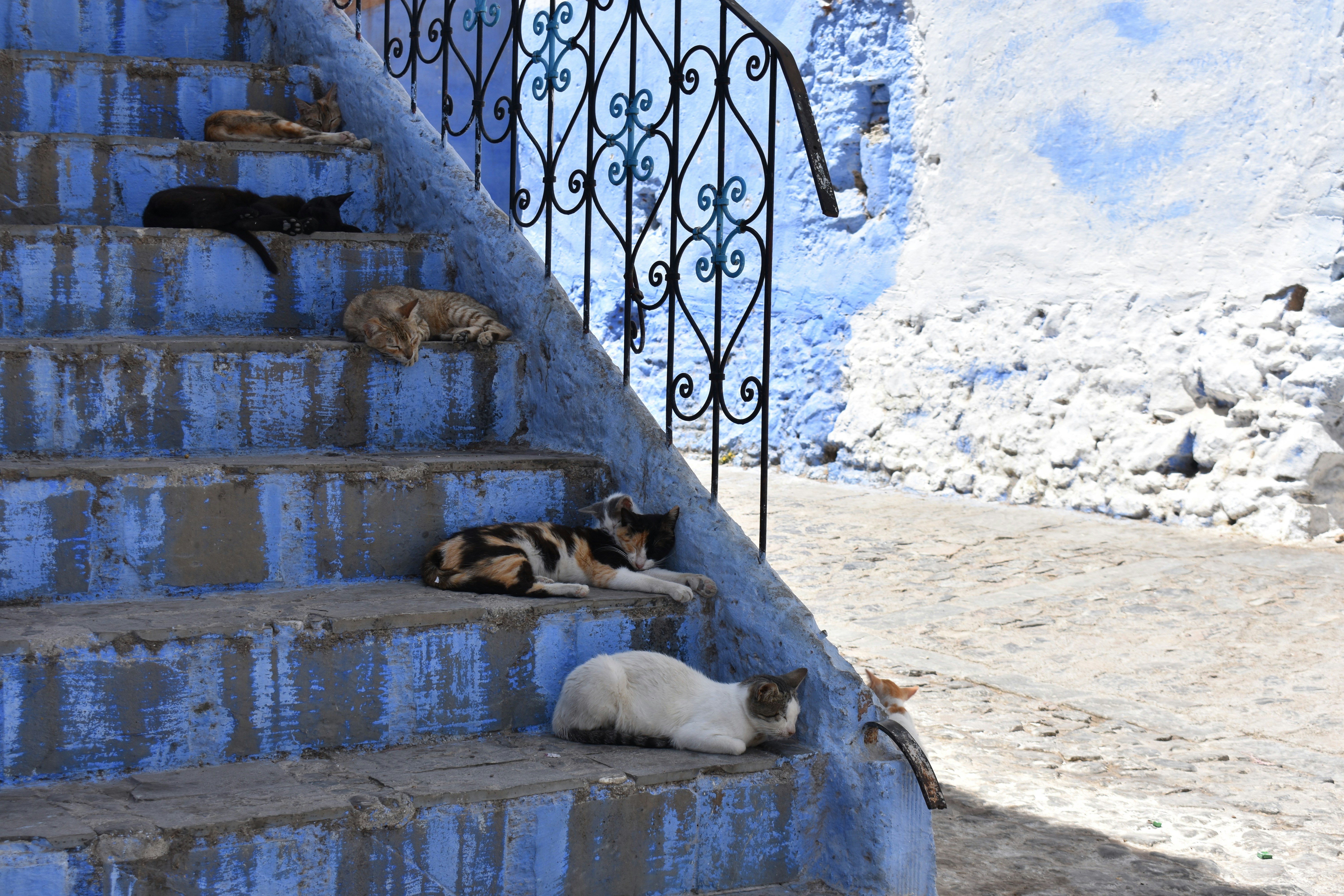 Blue Staircase Shelter: Cats Rest Along a Sunny Terrace