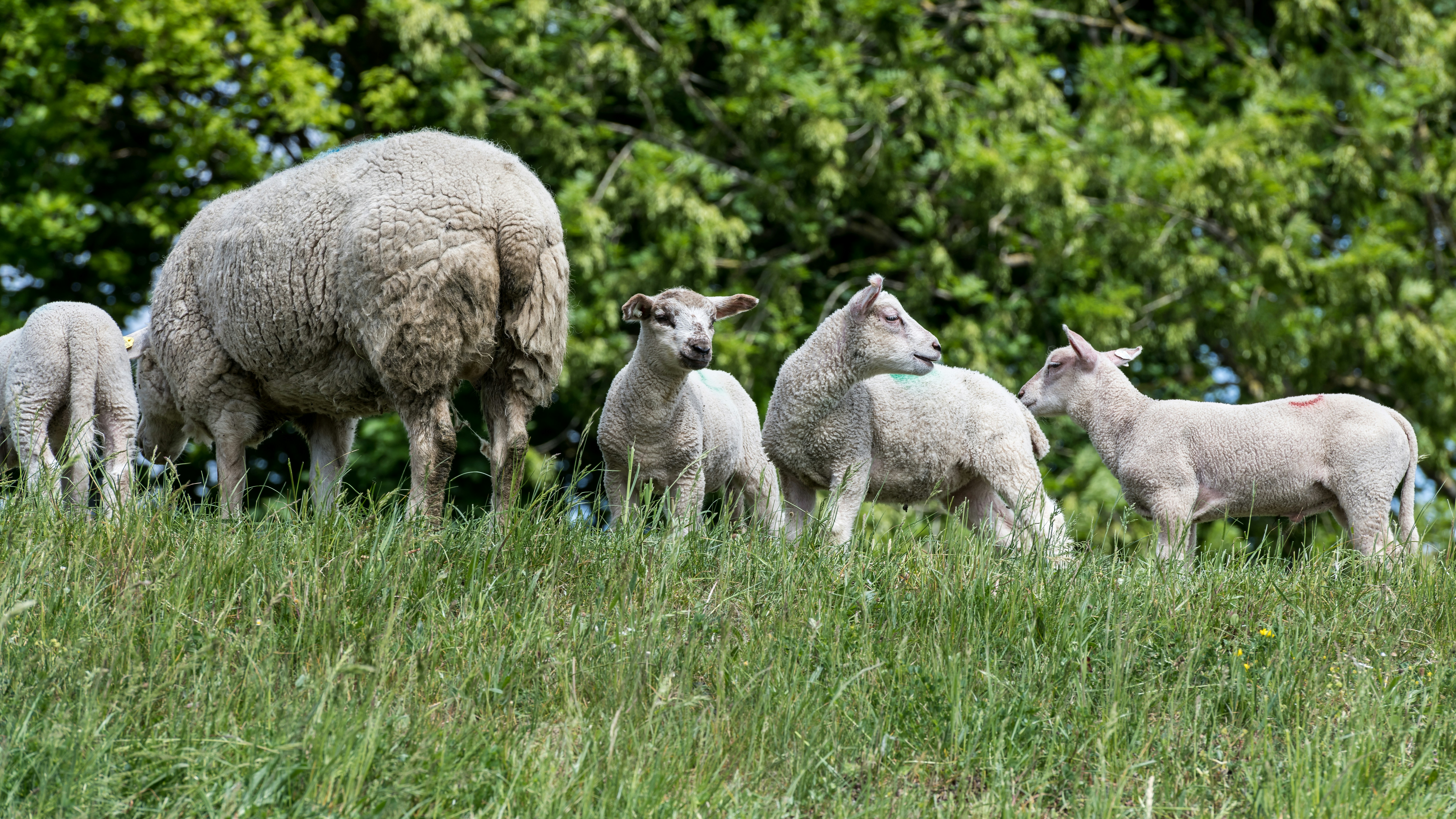 Lambs at the Meadow's Edge