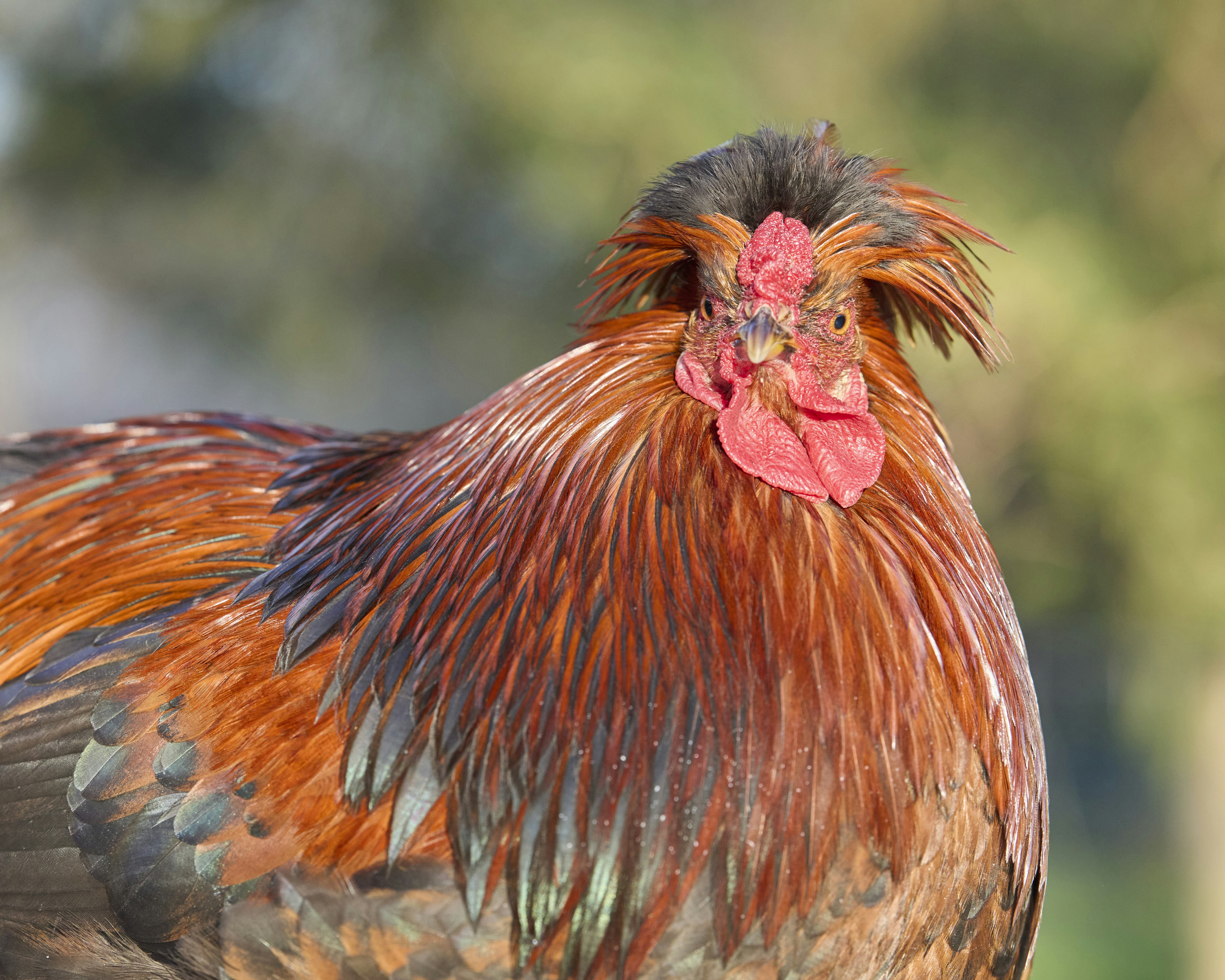Ruffled Majesty: A Rooster's Close-Up Portrait