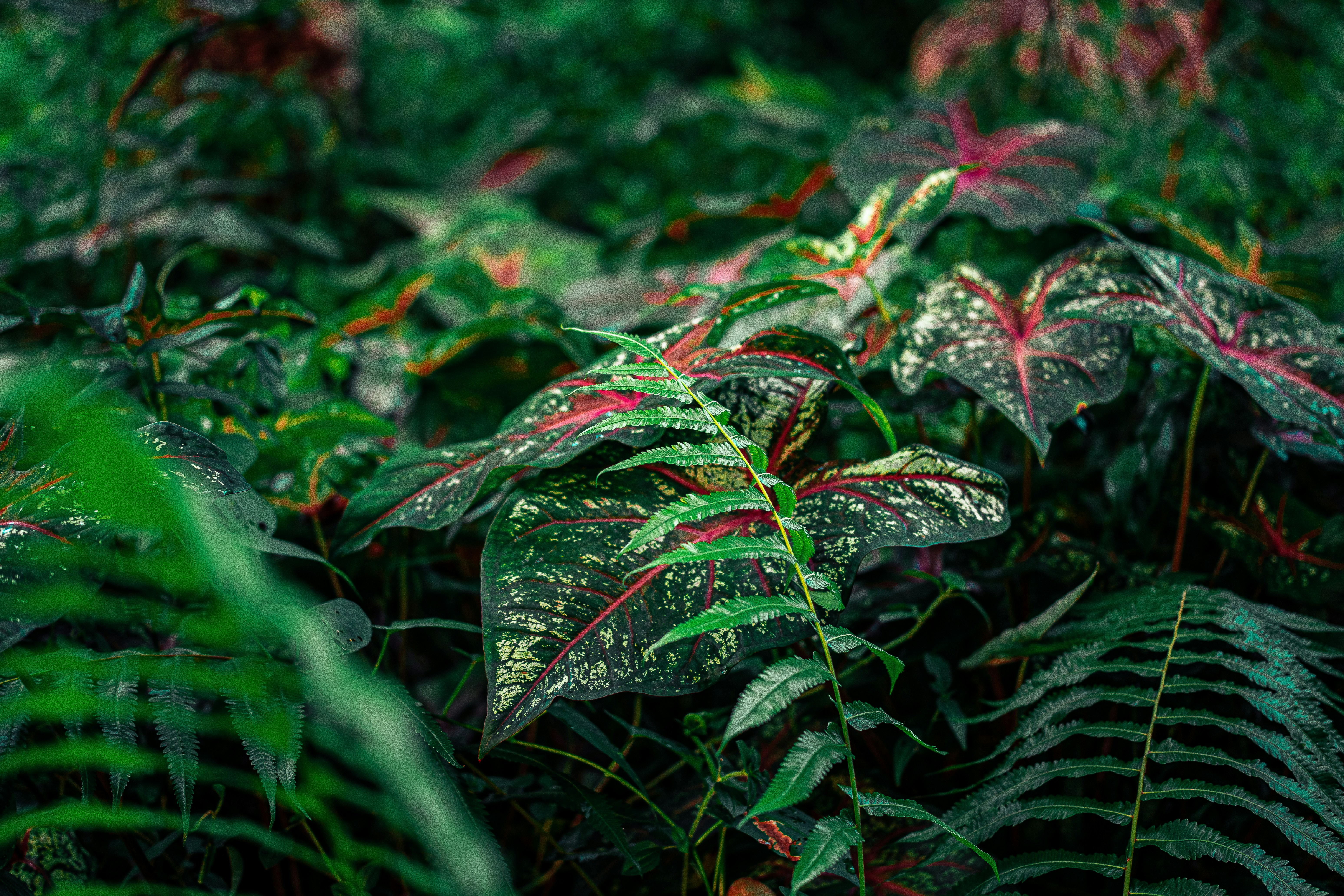 Crimson Veins: foliage with speckled leaves in a shaded understory
