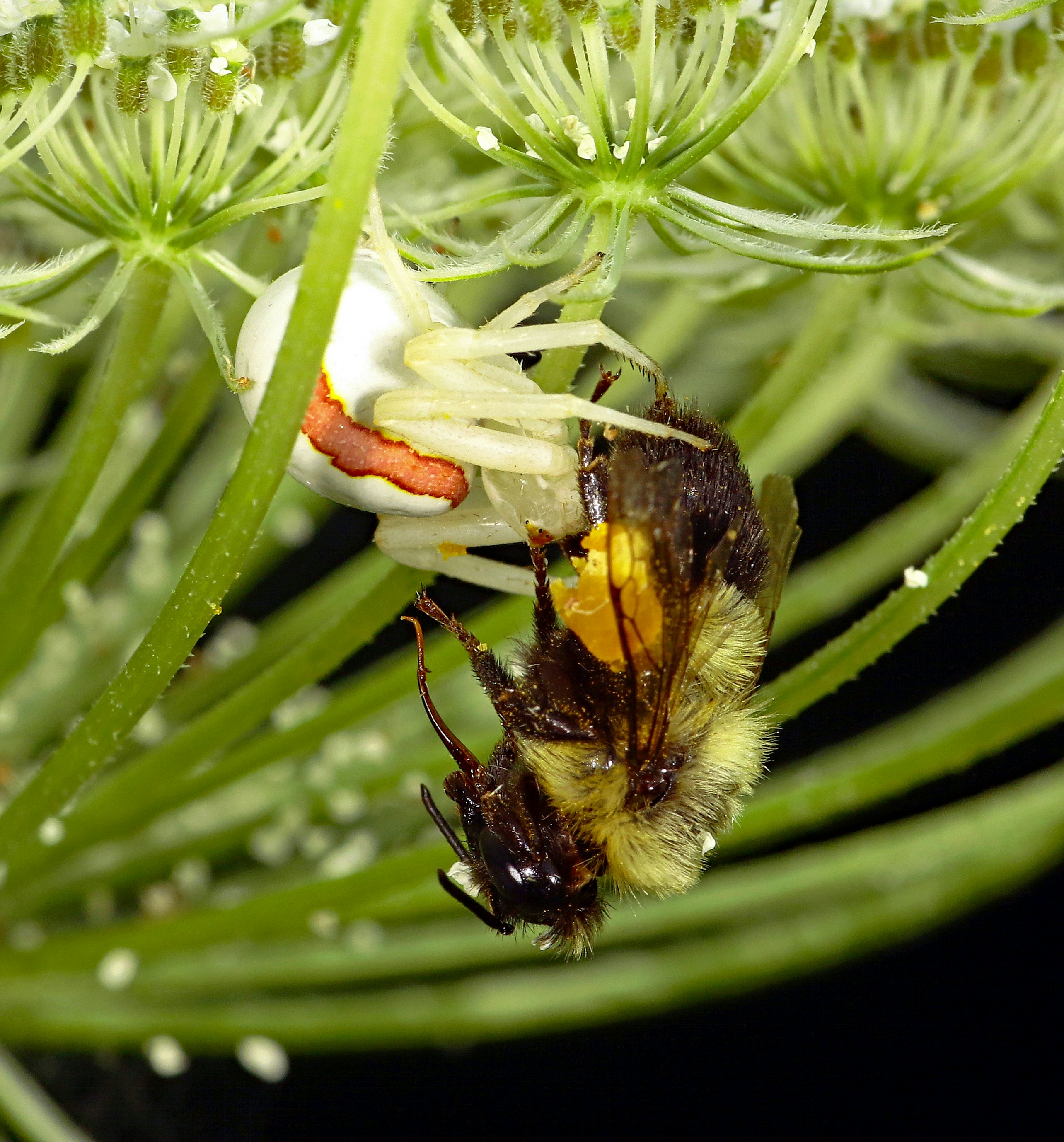 Culprit of a Nettle Bloom: A Hovering Bee Adrift Among Green Needlescape