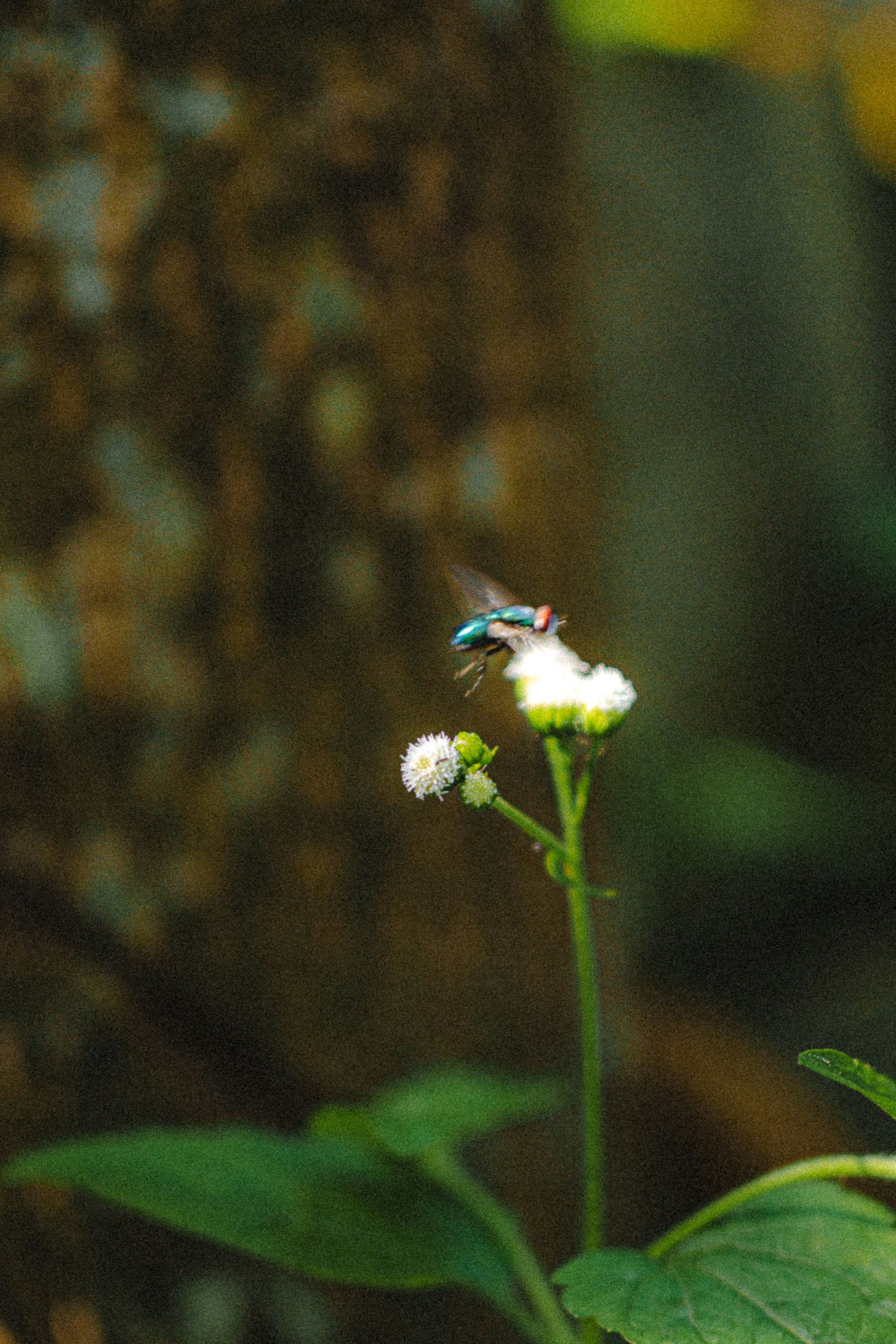 Dragonfly on White-Clustered Flower: A Tiny Moment of Color in the Quiet Garden