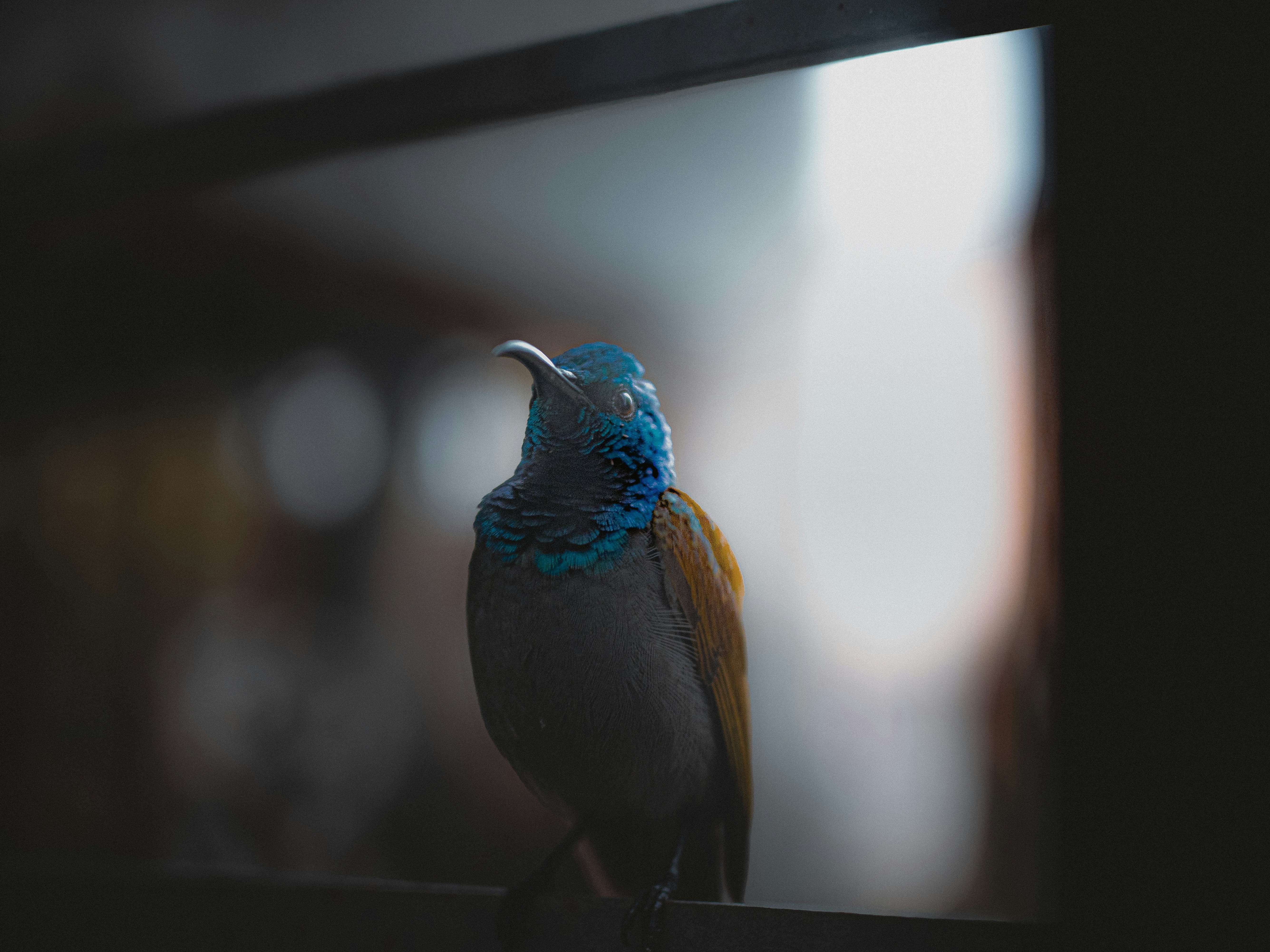 Azure Crown on a Quiet Hued Afternoon