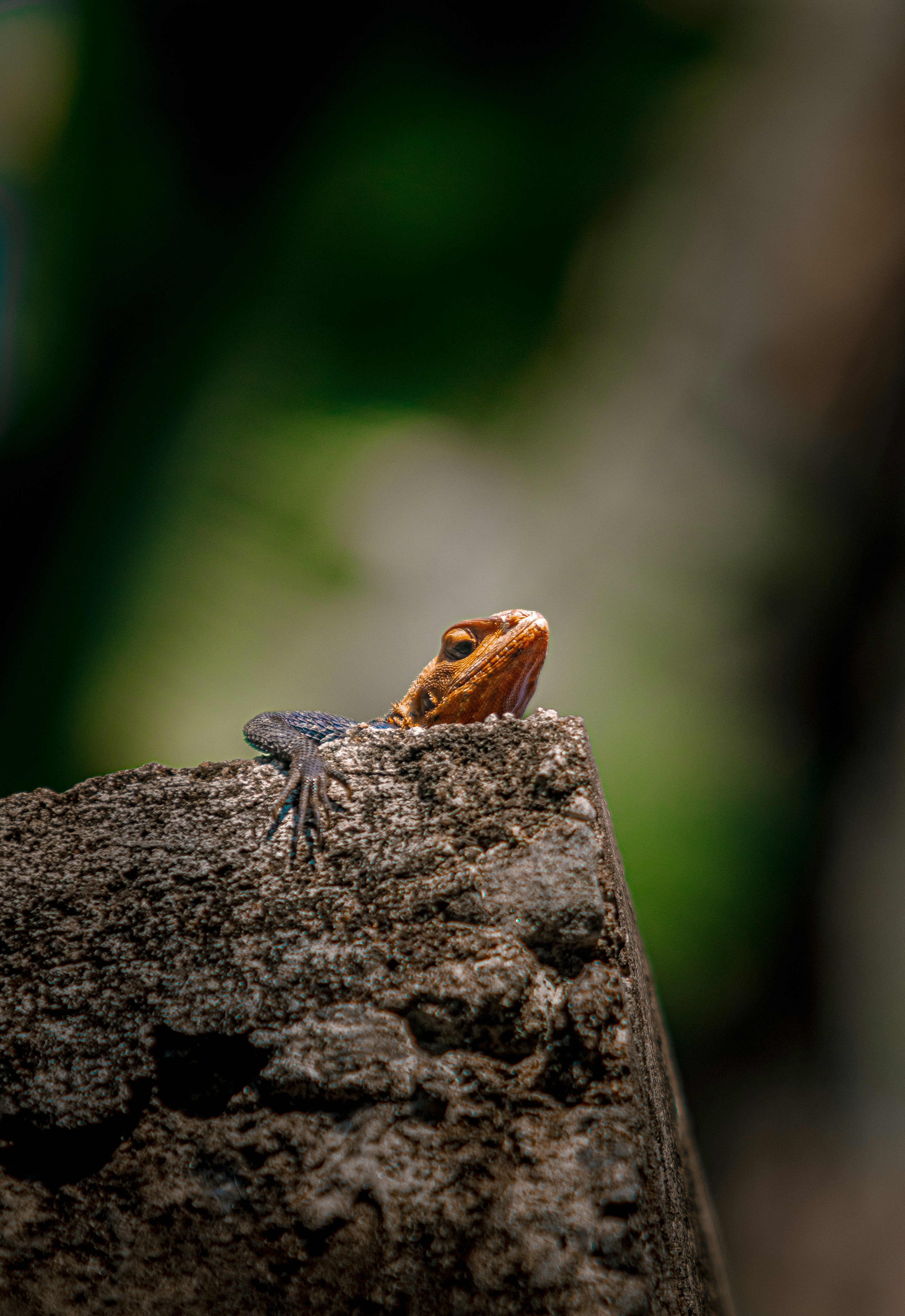 Tiny Hero on the Edge: A Lizard's Moment Ready to Slip