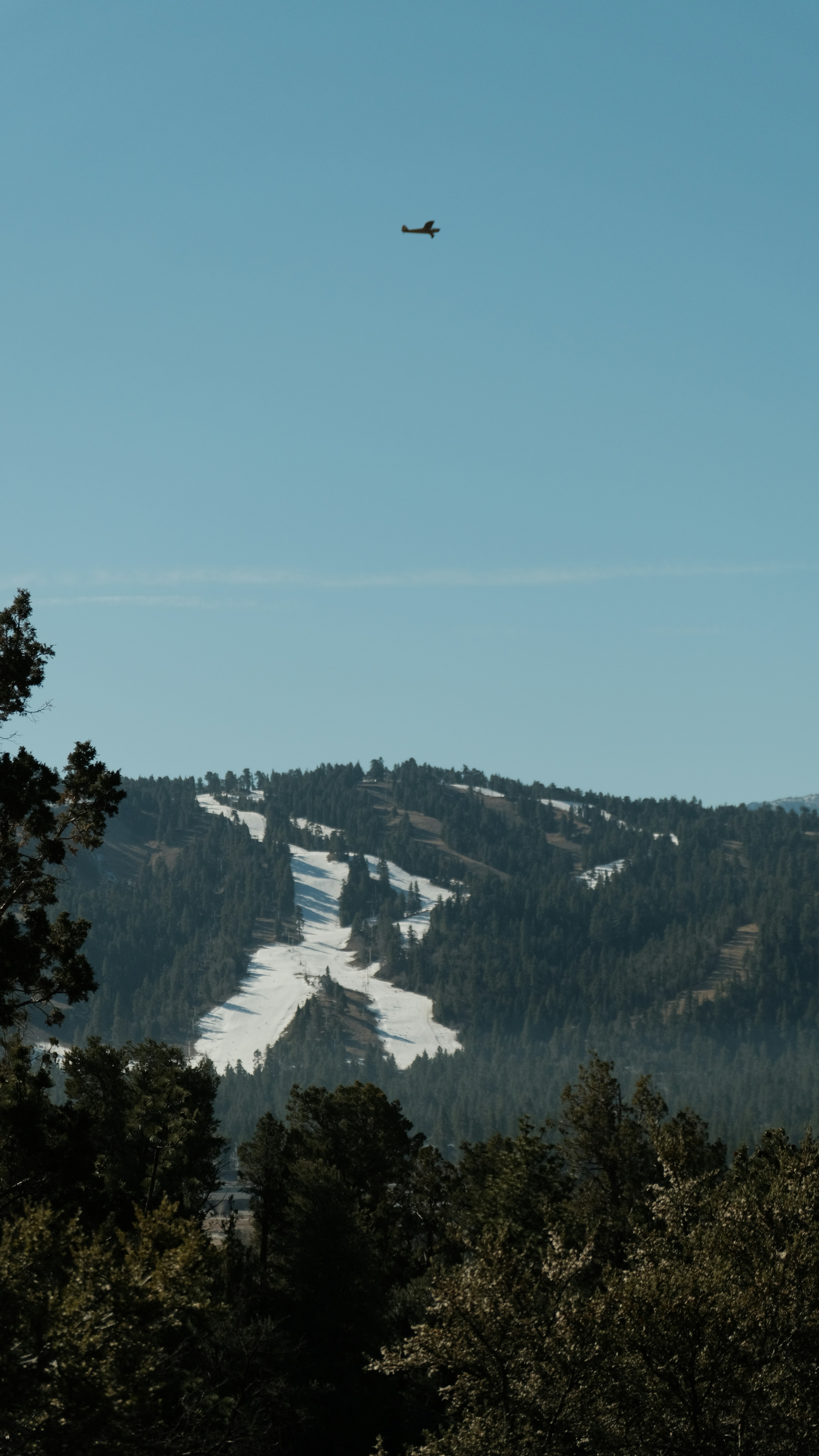Nomad Speck: A Lone Plane Over Snow-veiled Pines