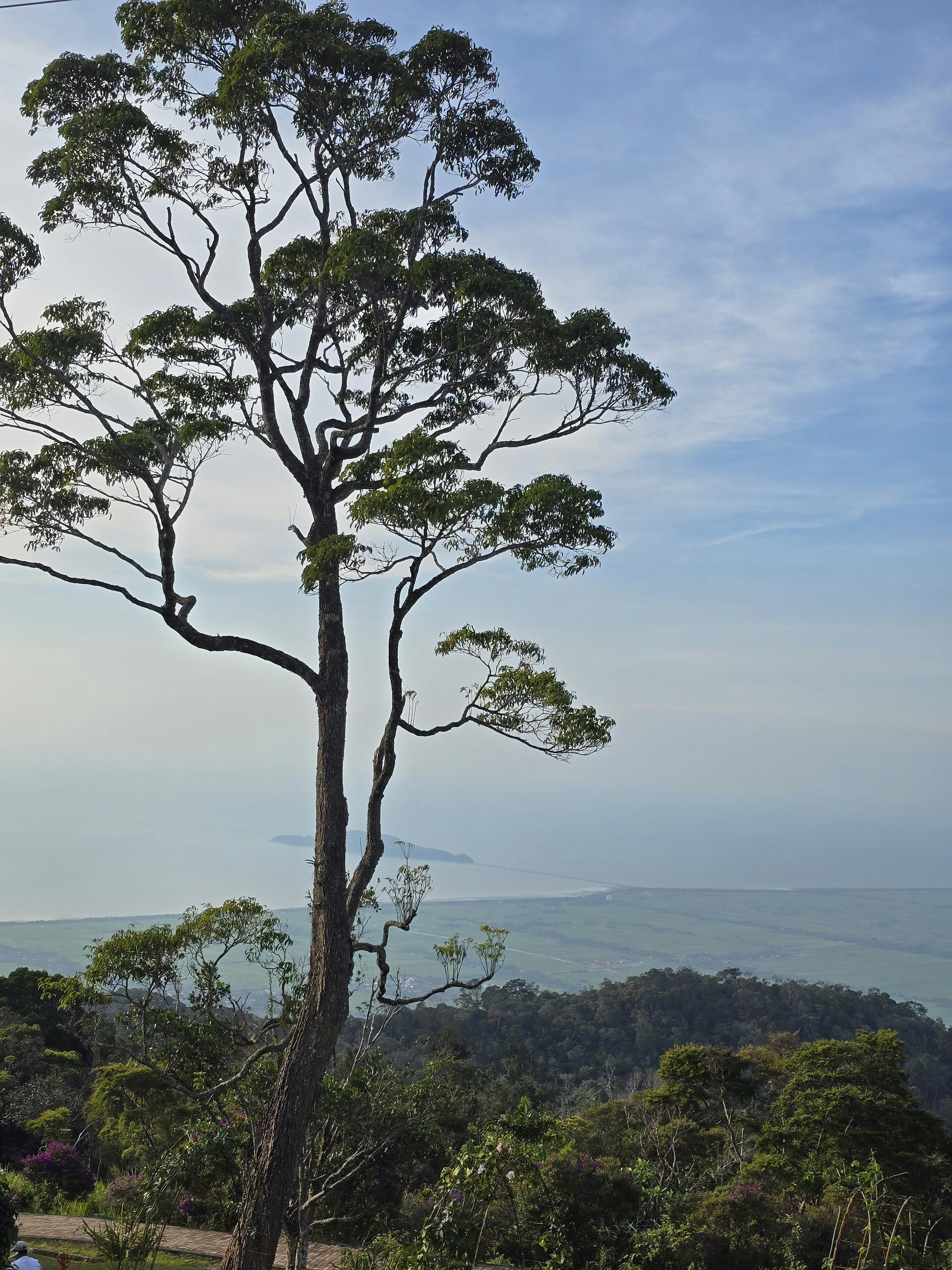 Stark Tree Silhouette Over a Sea of Mist and Horizon