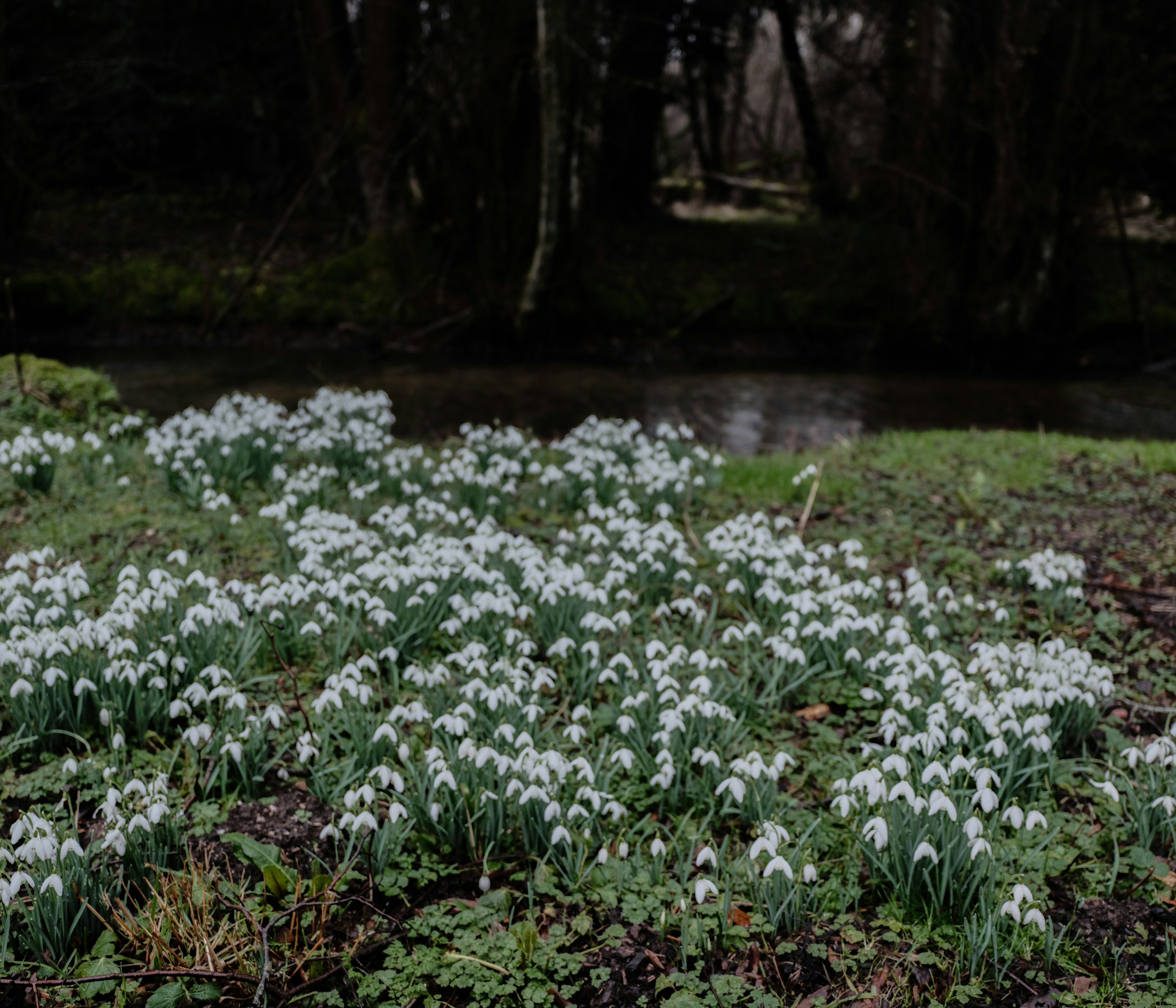 Field of white snowdrops by a dark forest stream