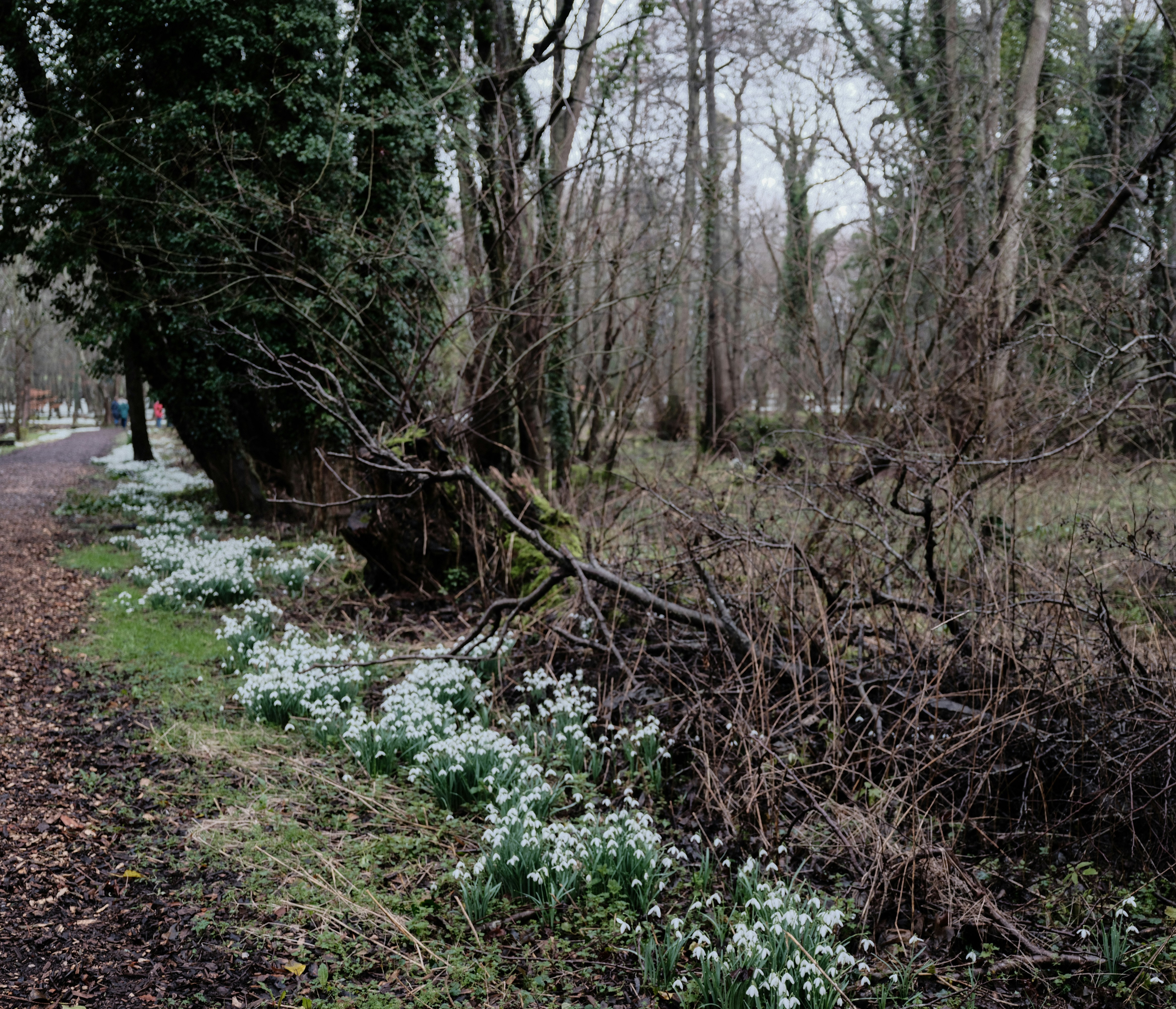 Snowdrops along a leaf-strewn path under bare trees
