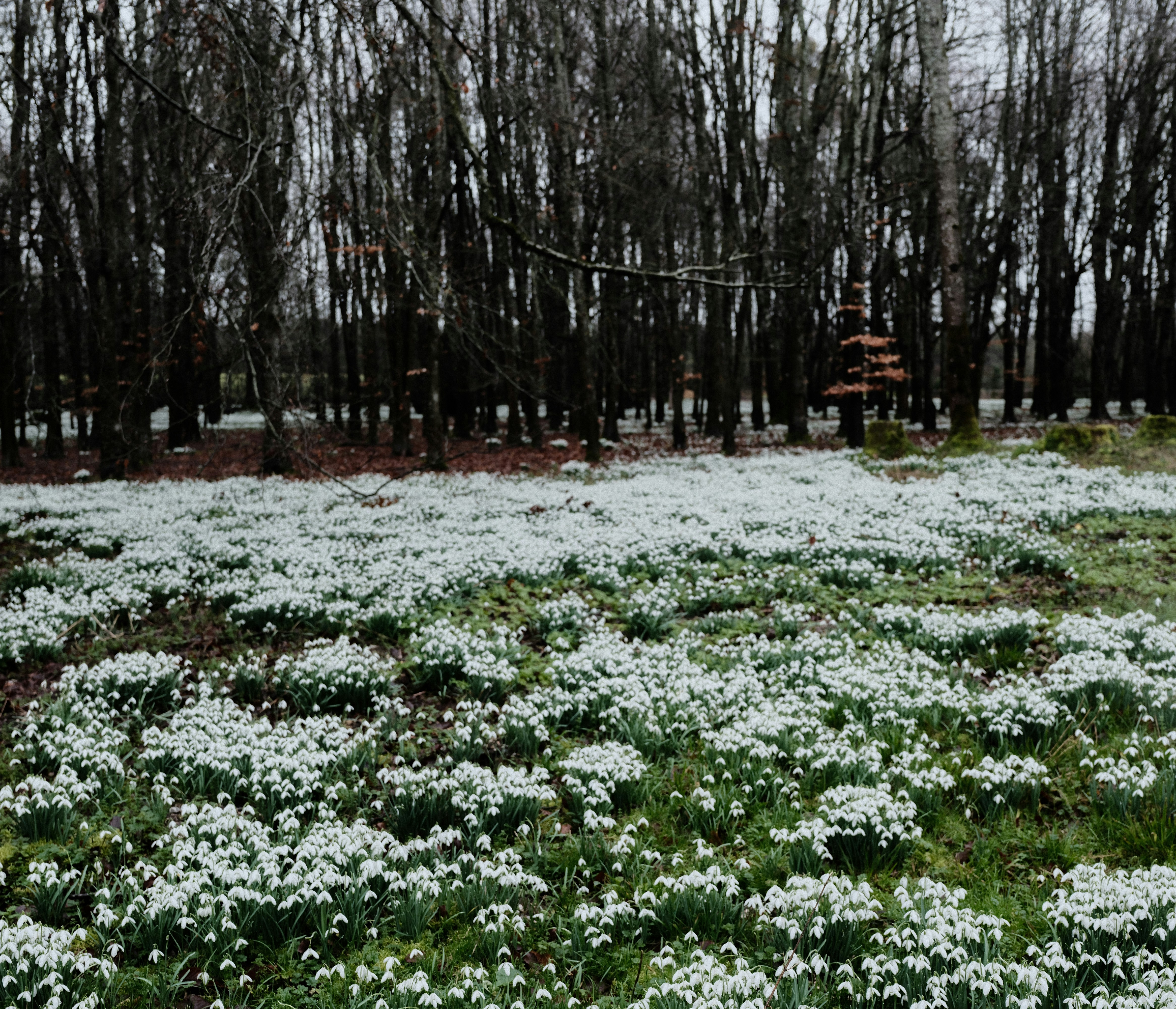 Field of snowdrops with bare trees in background
