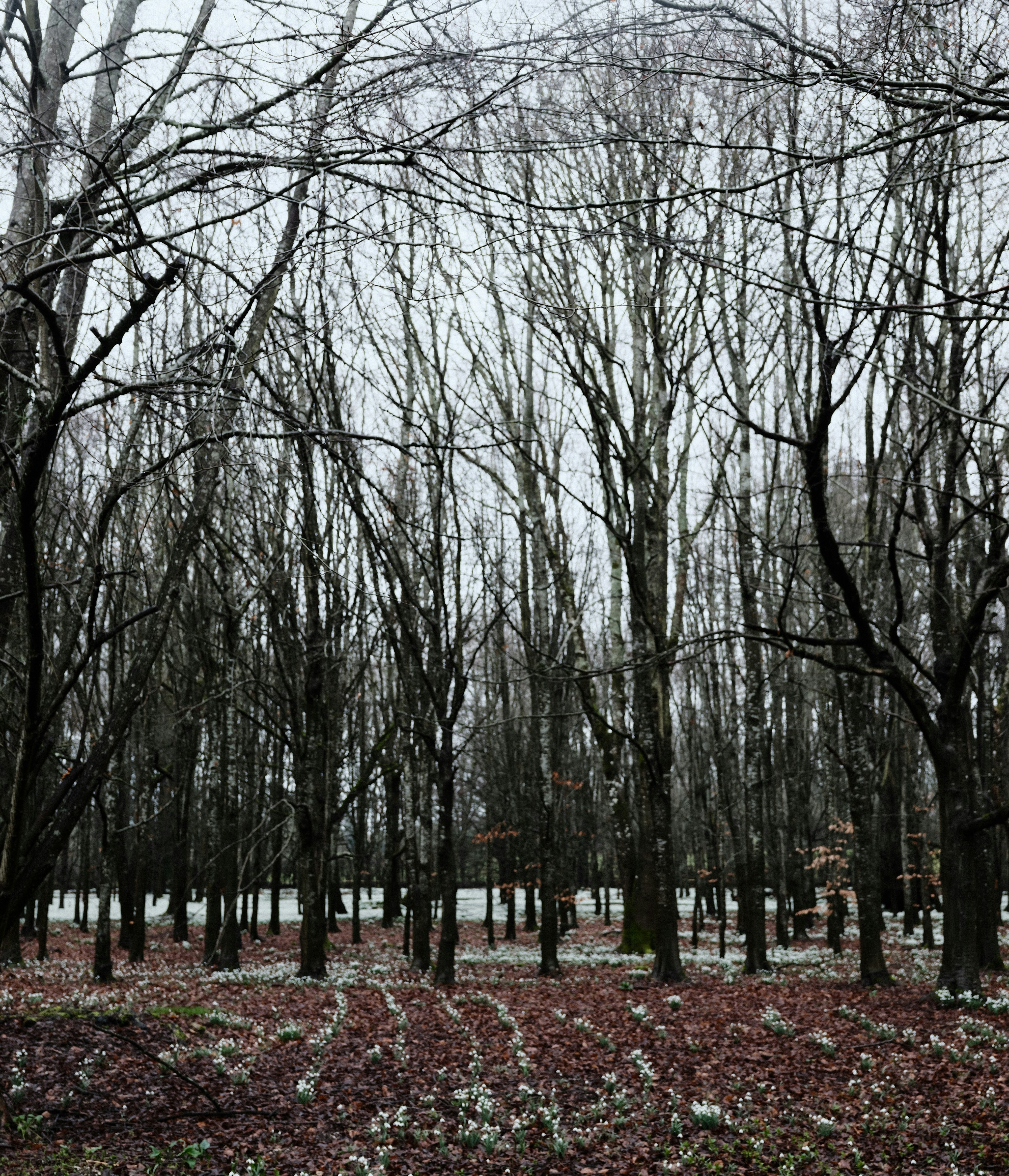 Winter Orchard of Bare Branches: A Monochrome Log of Fall Beneath the Gray Sky