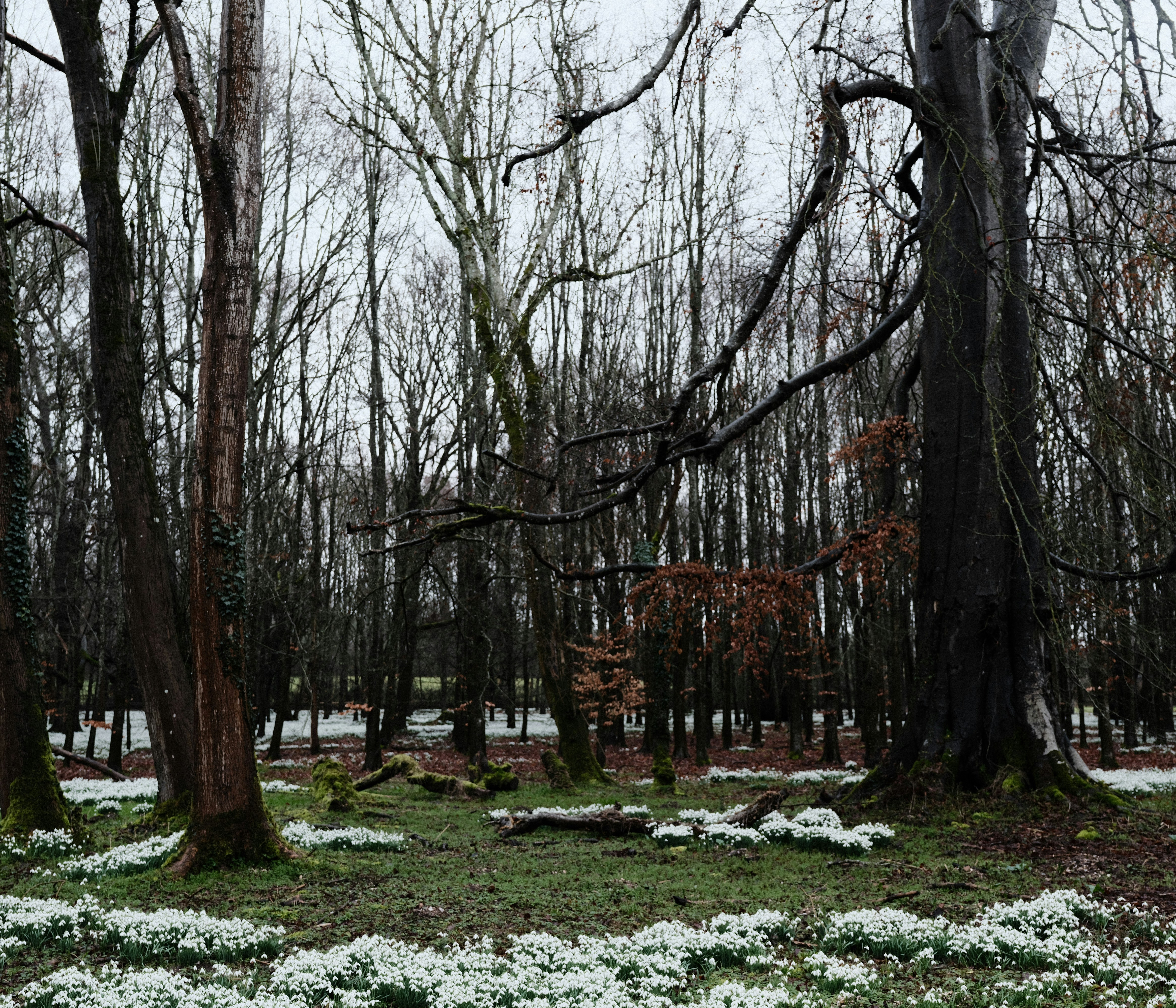 Winter Hearth in the Quiet Woods