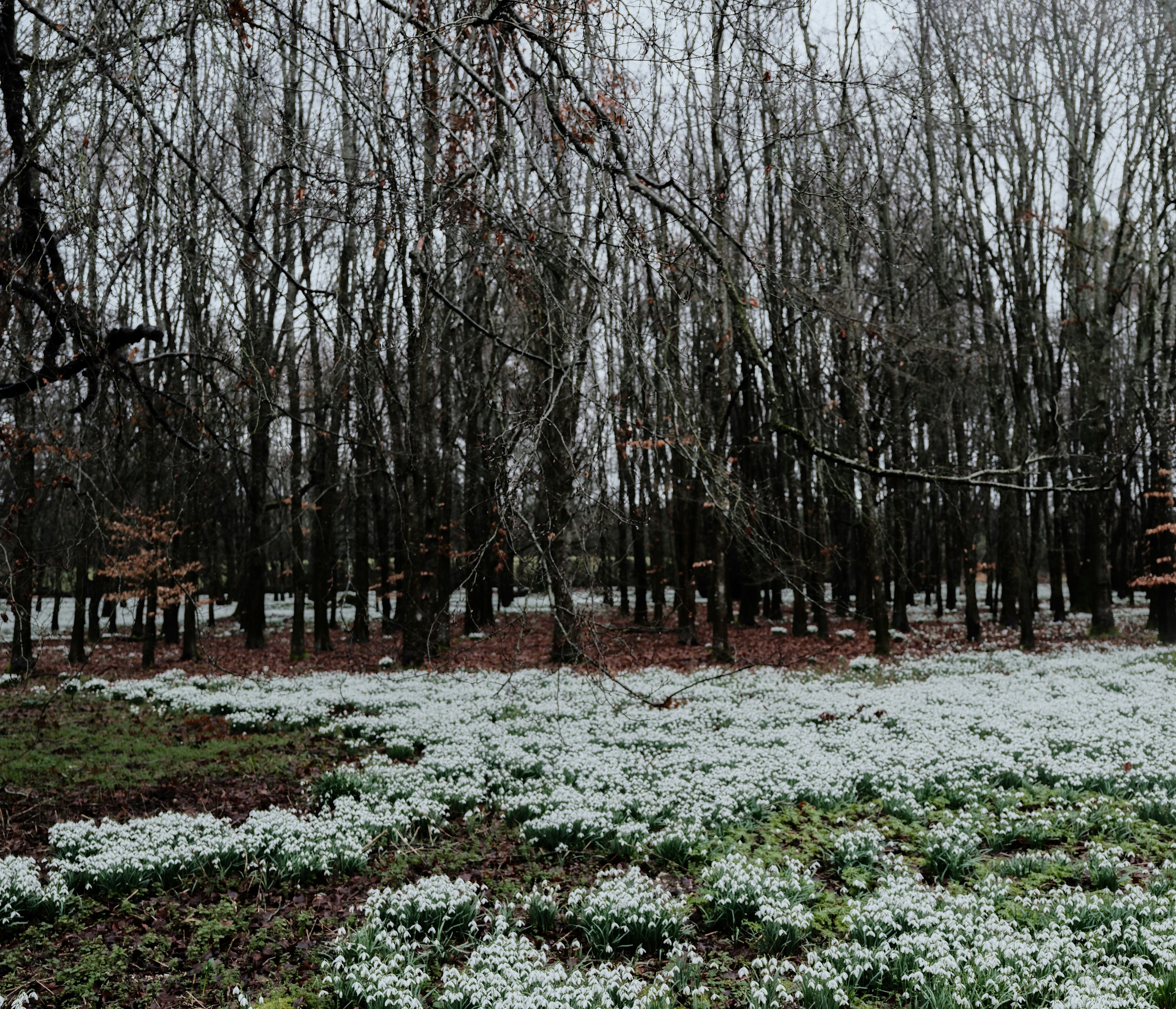 Winter Field of Snowdrop Blooms Beneath a Bare Tree Line
