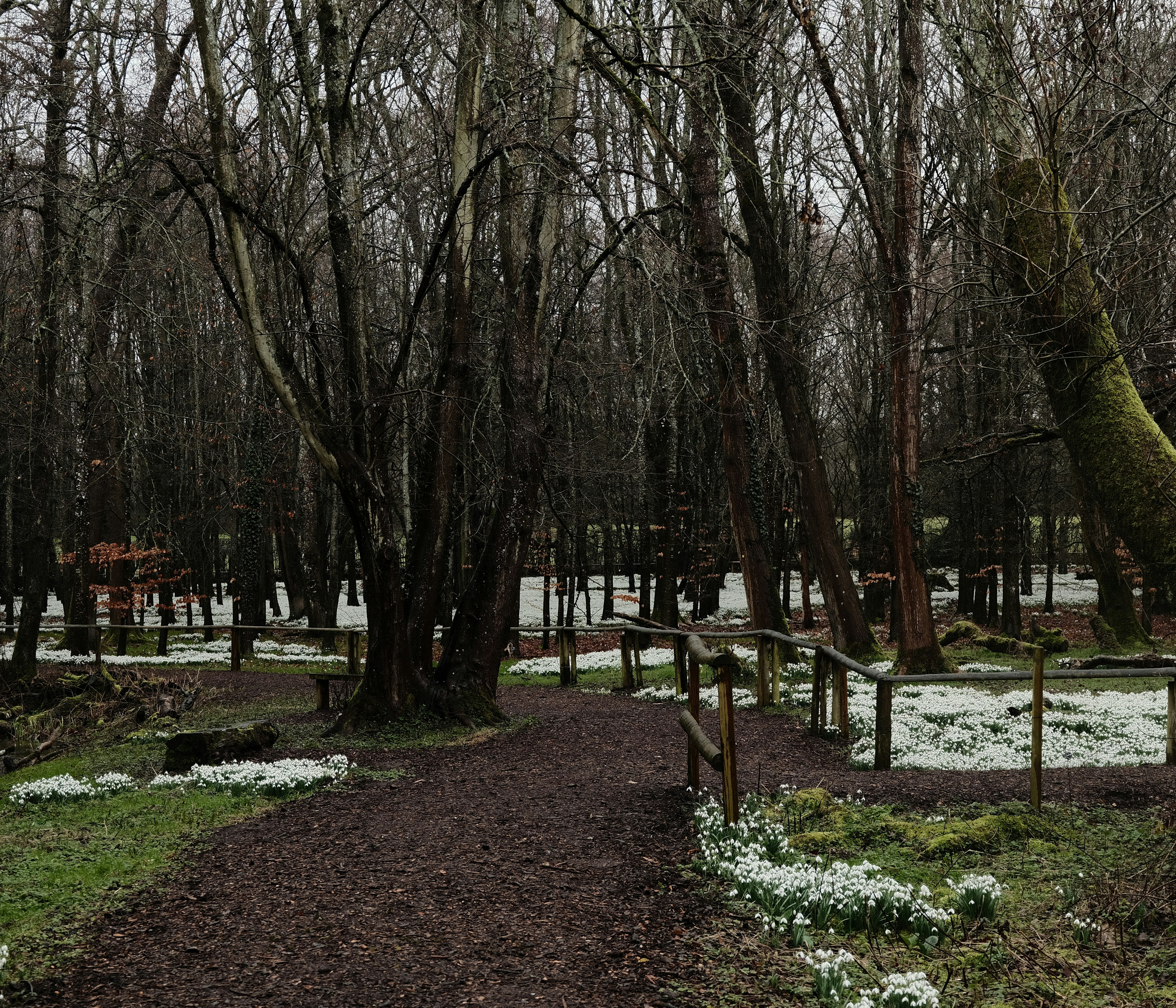 Muddy Park Pathway Dwelling in a Winter Woodland