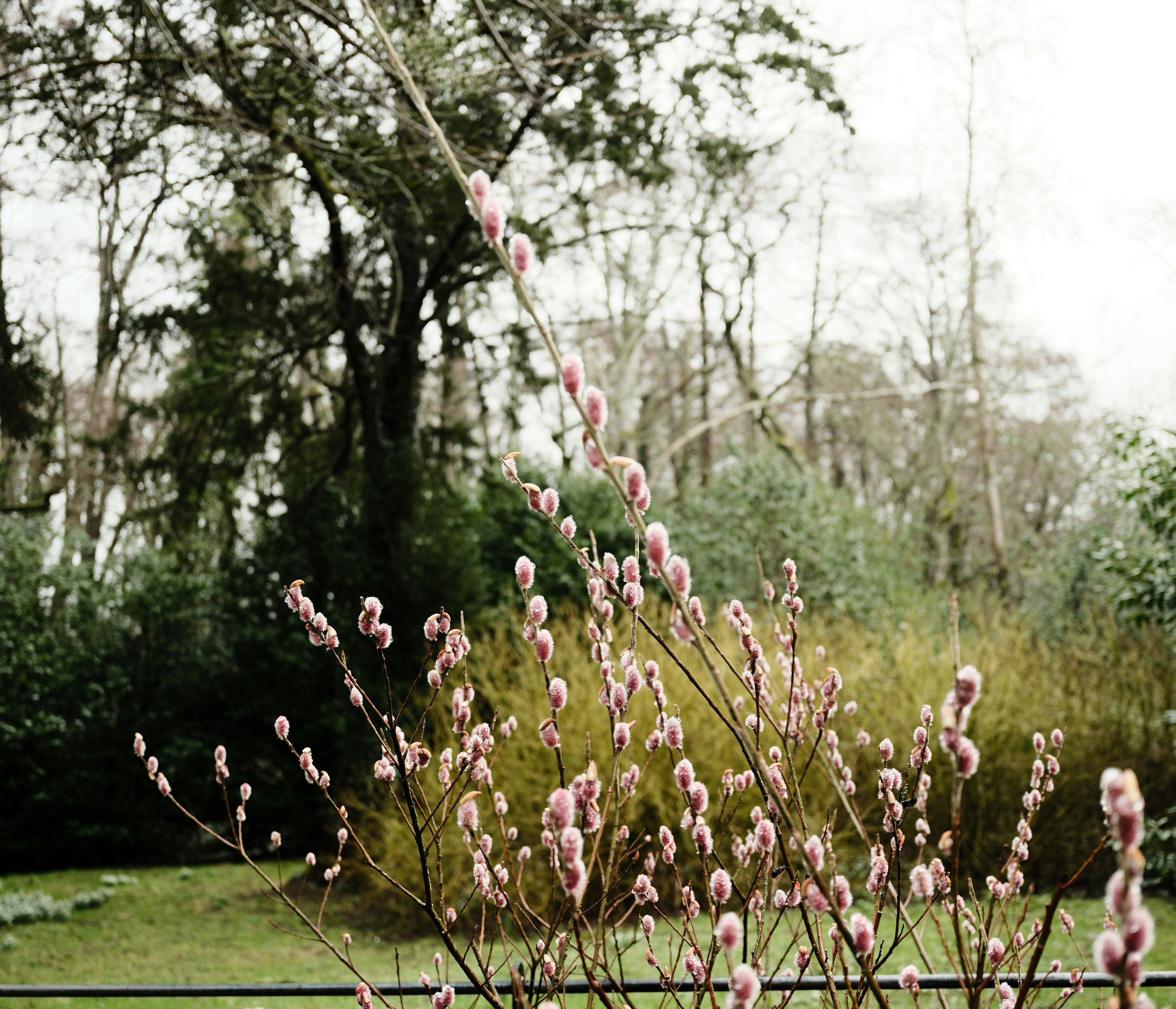 Pink Pussy Willow Bloomes Across a Quiet Park