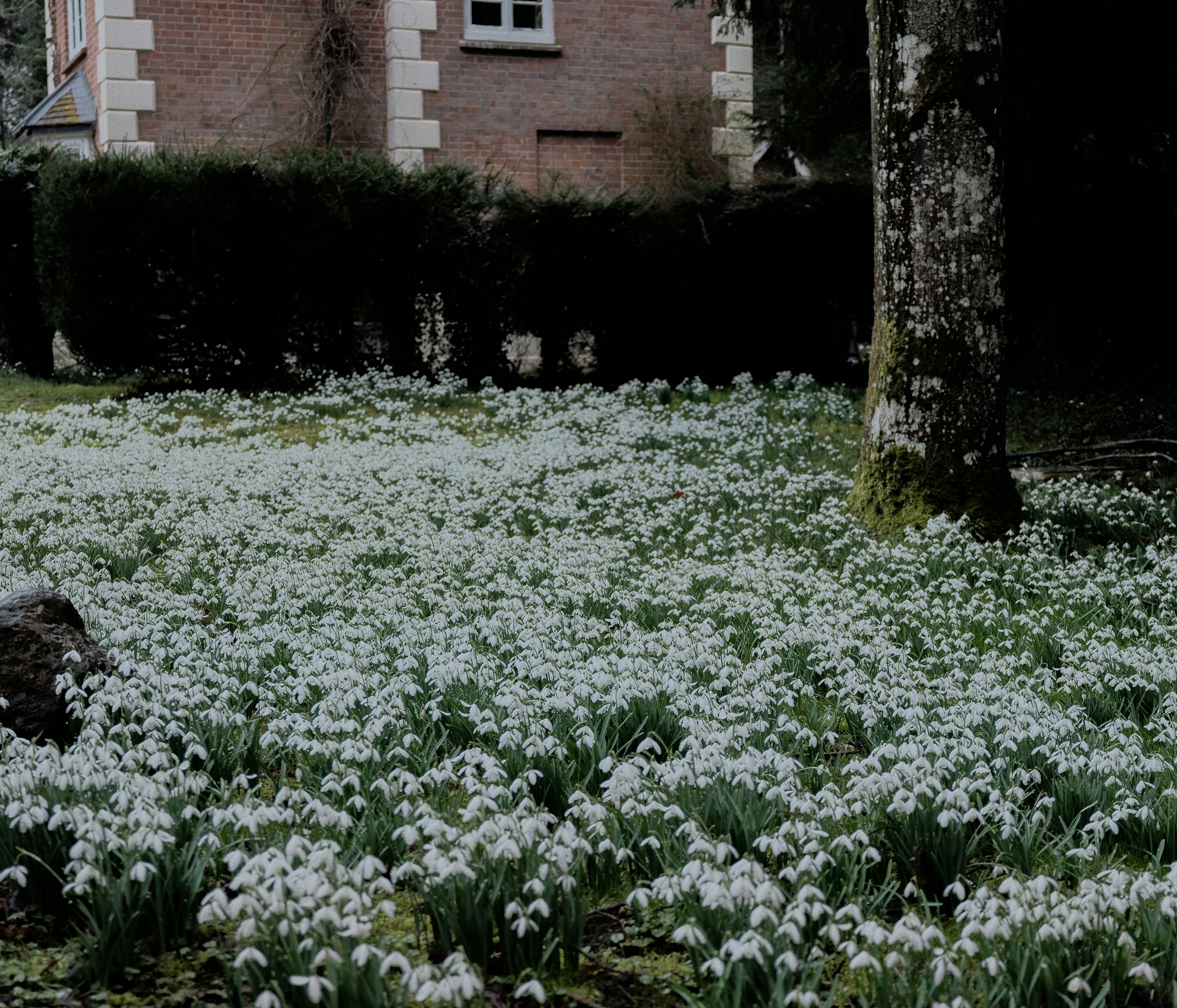 A Quiet Carpet of Snowdrops Beneath a House-Front Shade