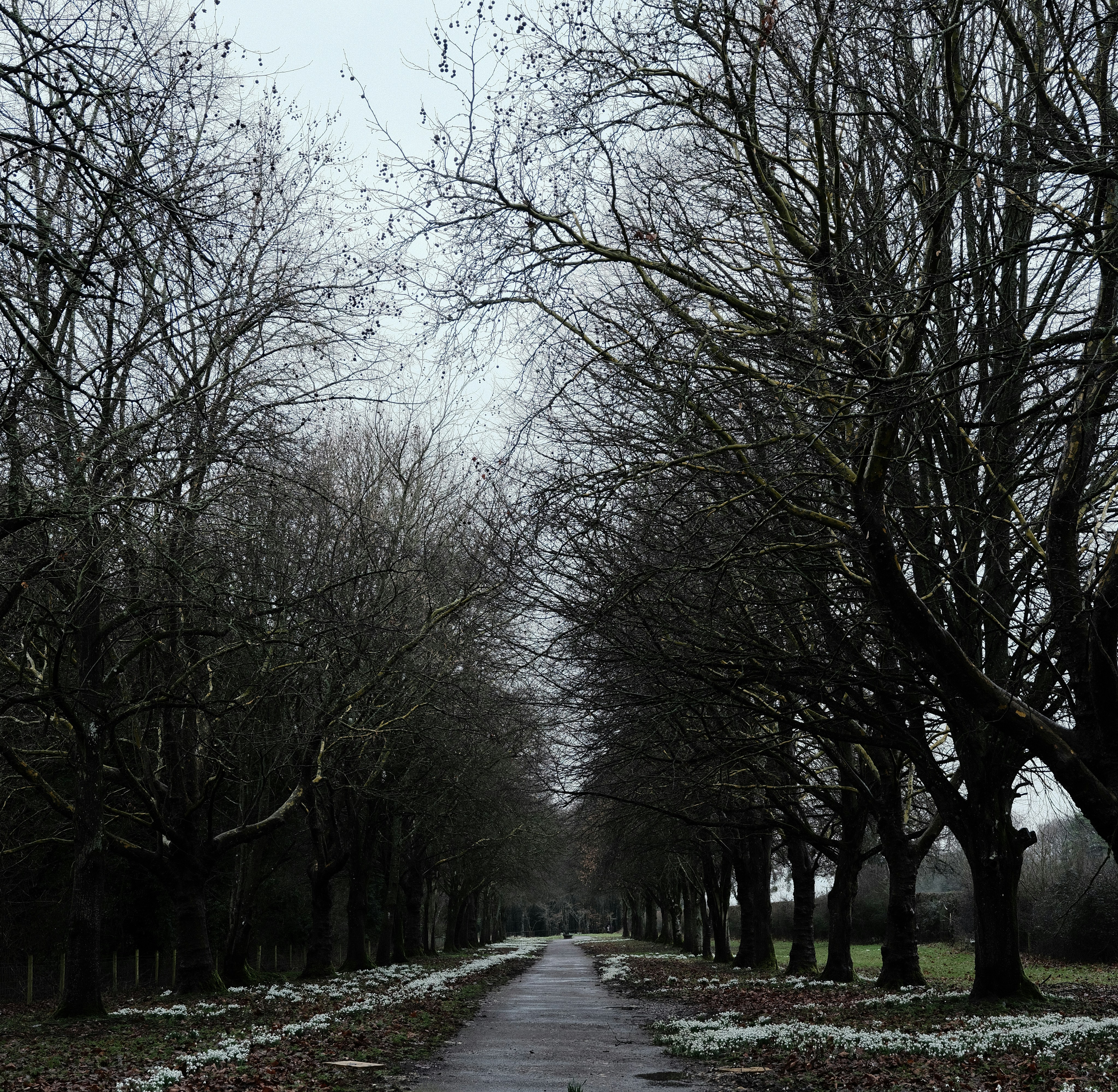 A Quiet Avenue of Winter Trees Carved by Dusk