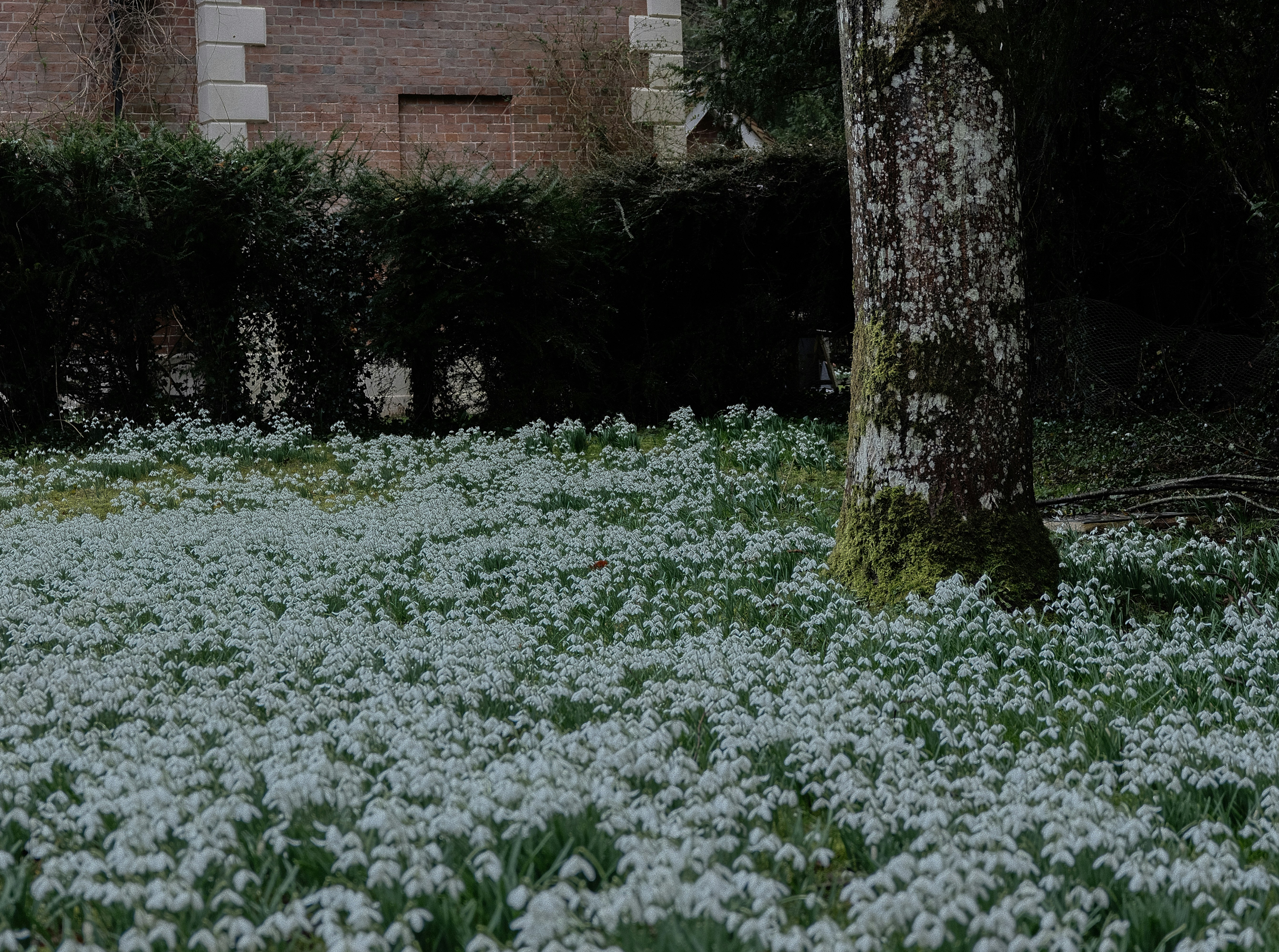 Dappled Field of Snowdrops at the Edge of the Wall Garden