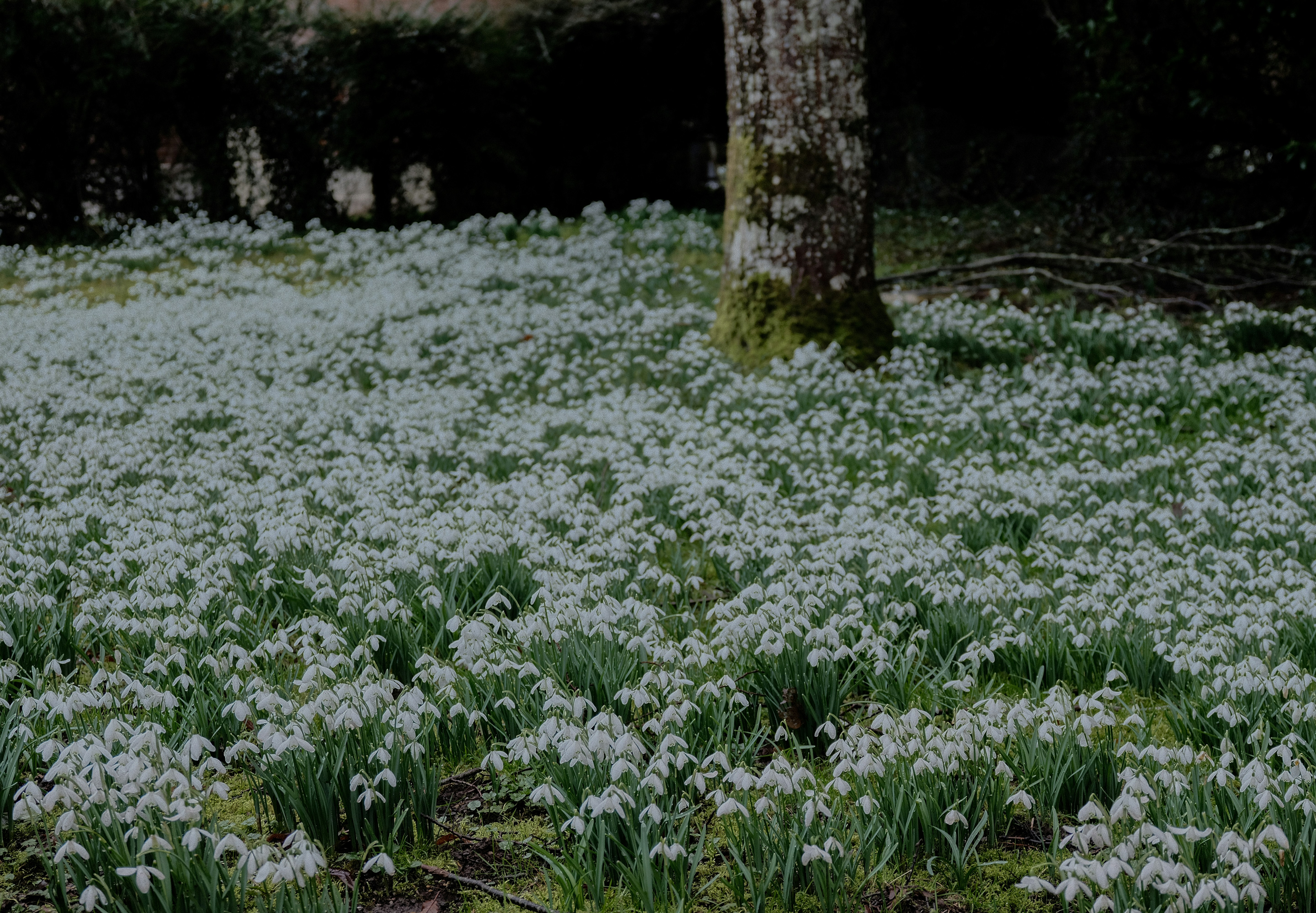 Dawn at a Sea of Snowdrops beneath Mossy Oaks