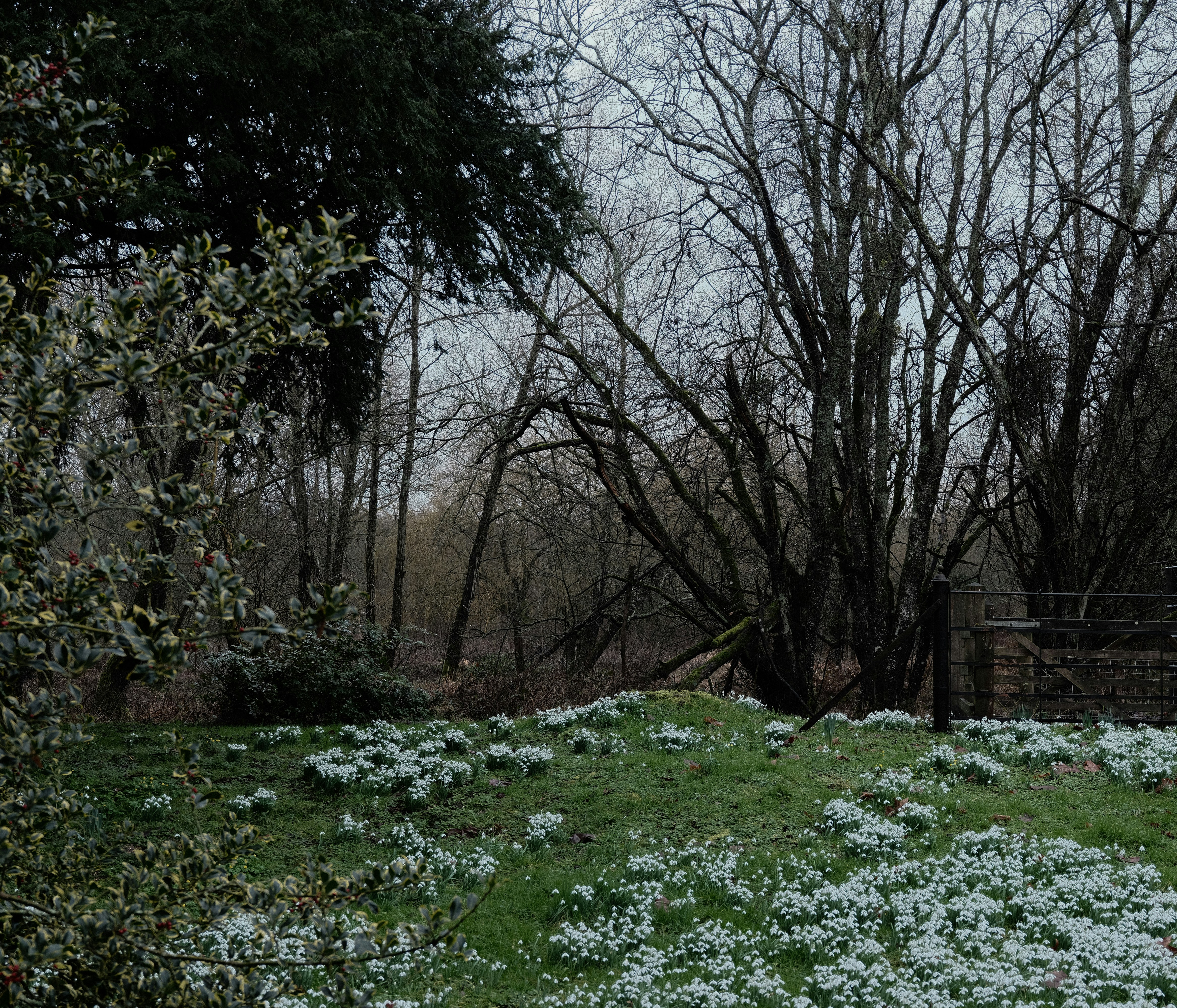 Winter Garden in Bloom: White Snowdrops Against a Bare Woodland