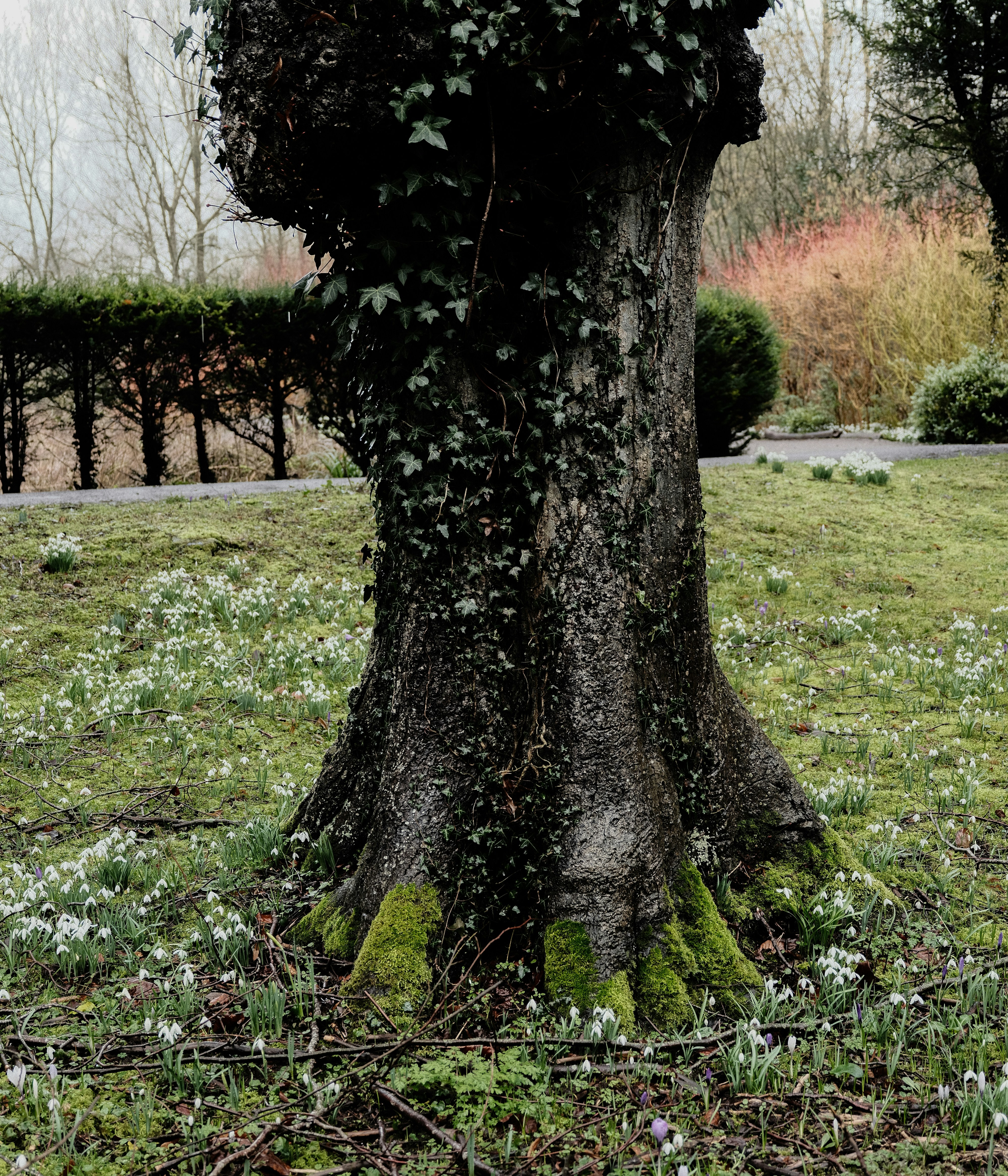 Ancient Trunk in mossy Green Clearing