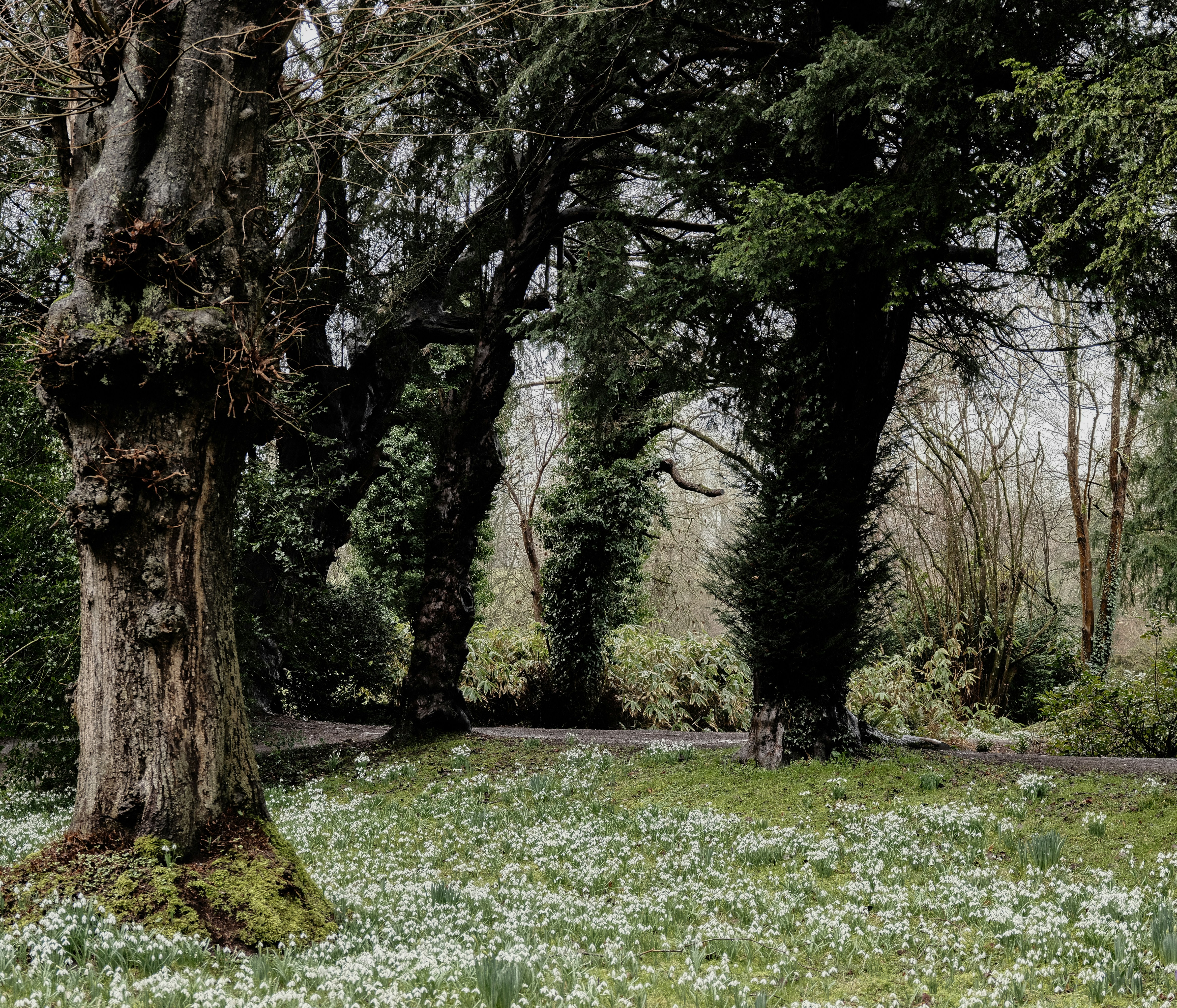 Whispering Giants: Trunks and Meadow of White Blooms