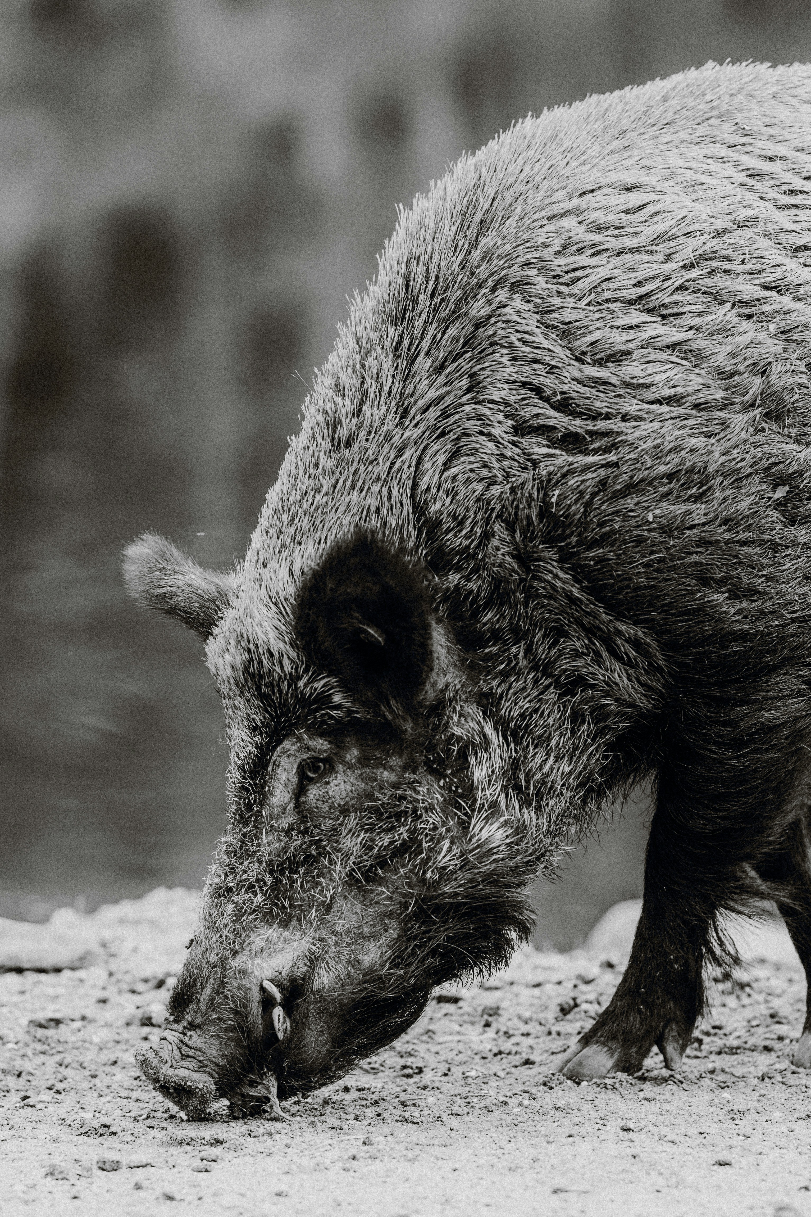 Pig brushed by a quiet shoreline wind